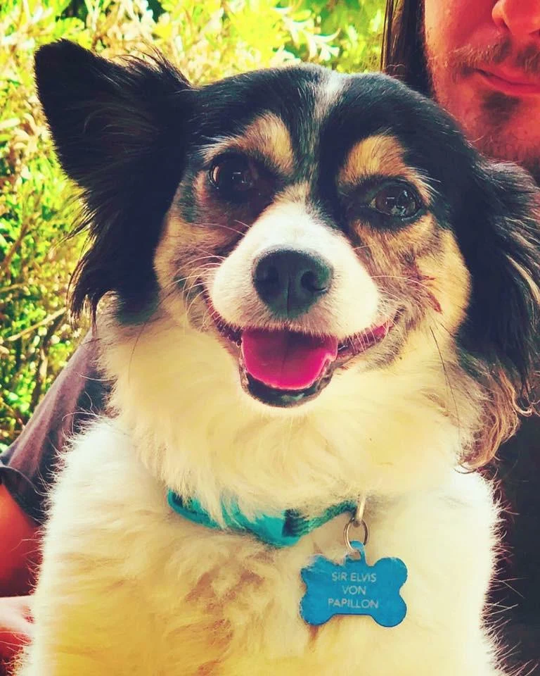 Sir Elvis von Papillon III 2008-2024 (OC) | Scrolller