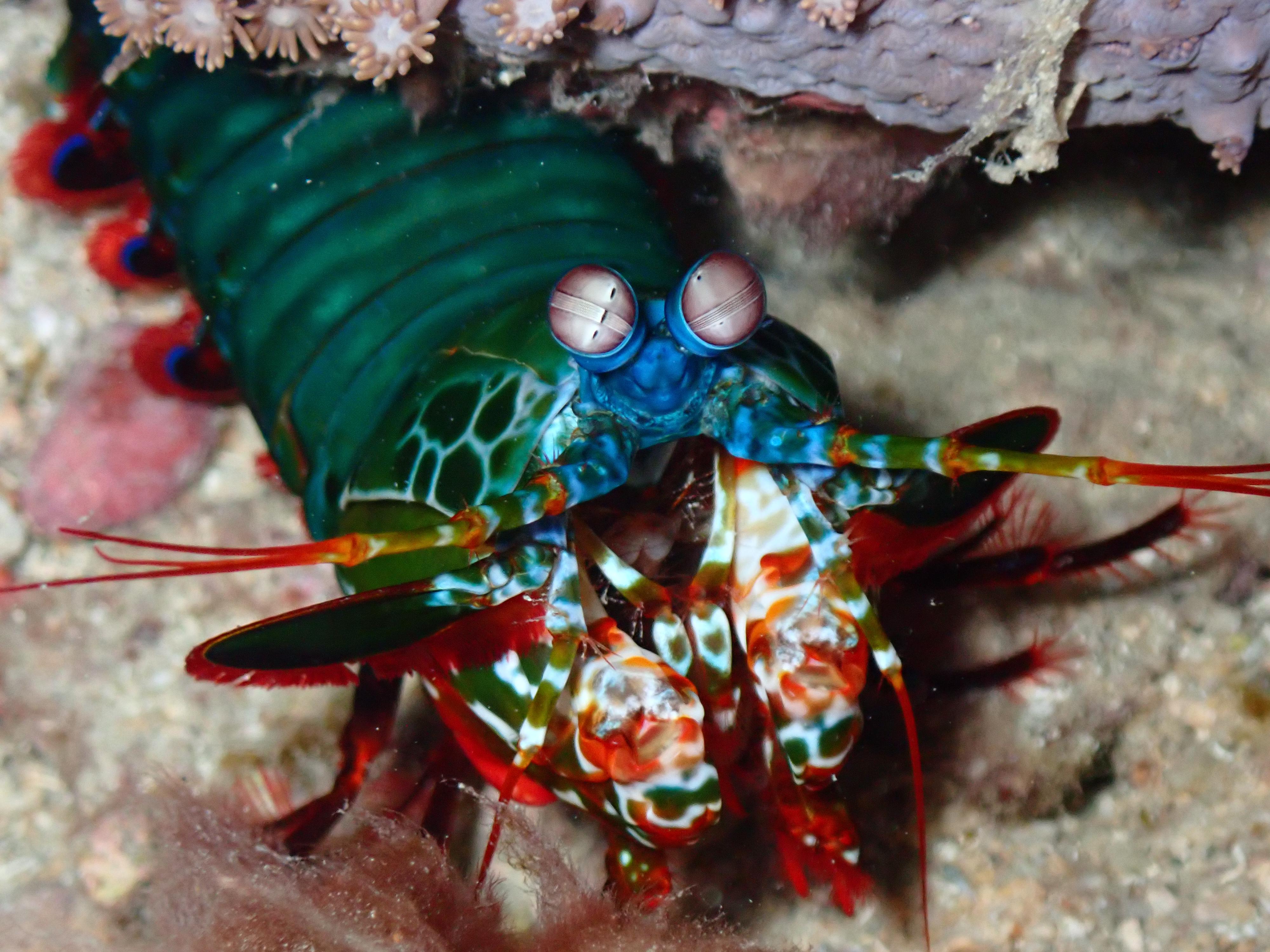 Mantis Shrimp in the Marianas. Taken by myself! | Scrolller