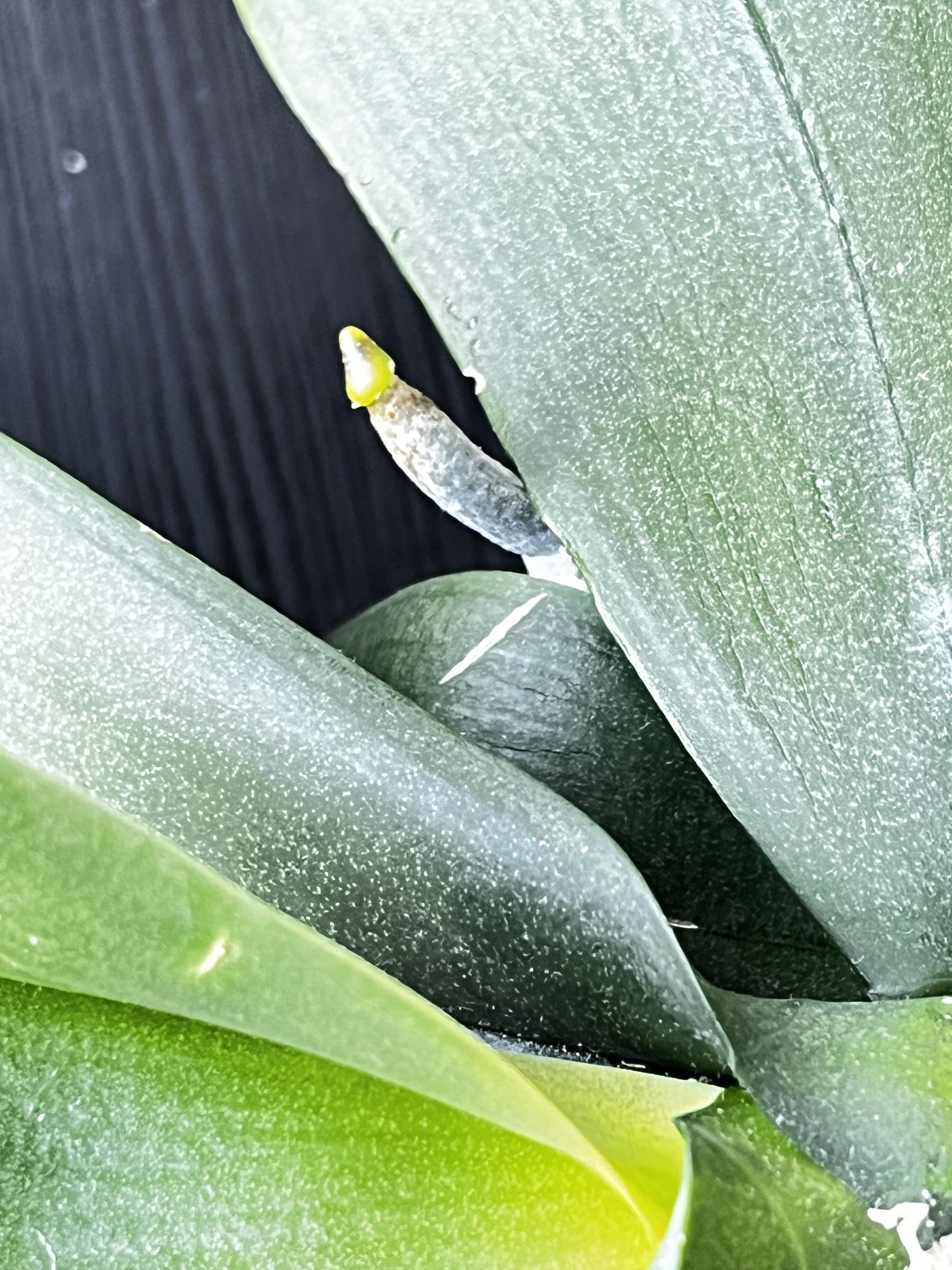 What is this green condom cap on my orchid aerial root? | Scrolller