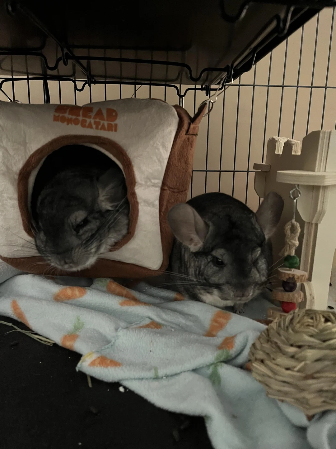 Toast Snugs | Scrolller