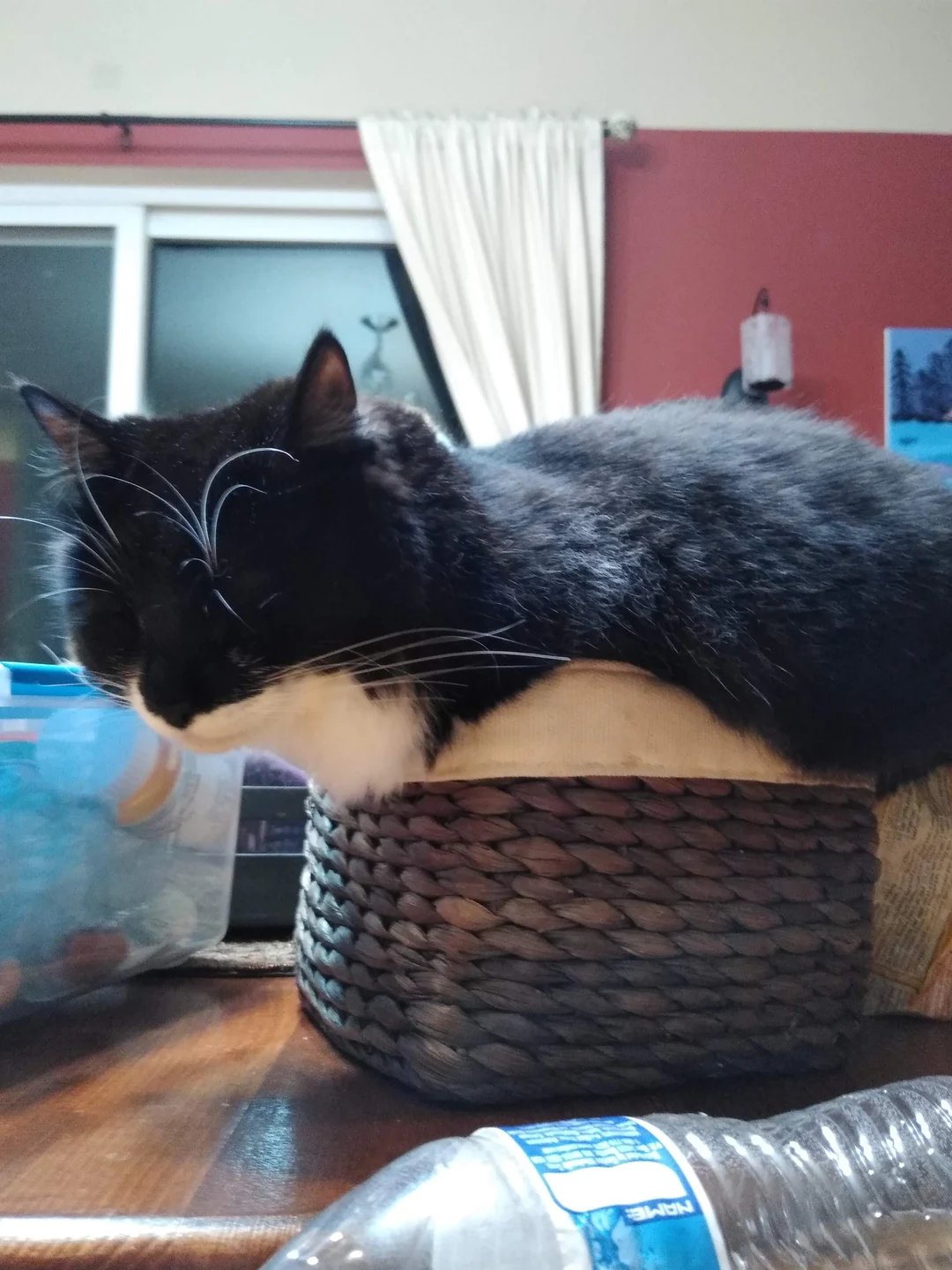 cat trap | Scrolller