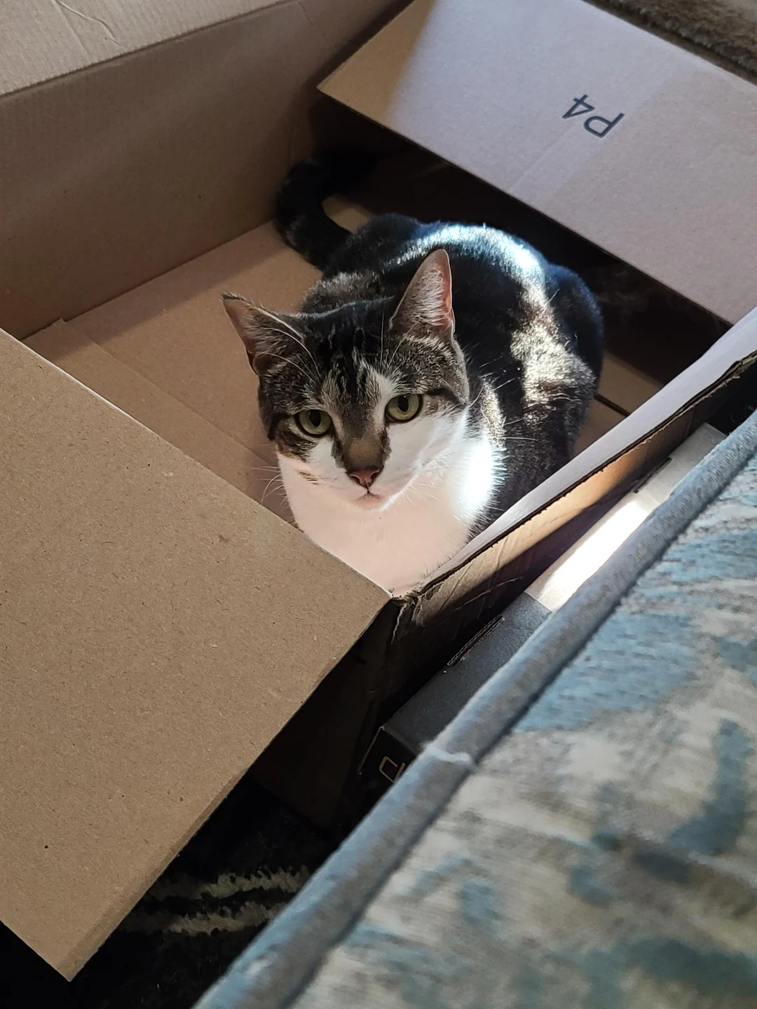 The cat trap of serenity. | Scrolller