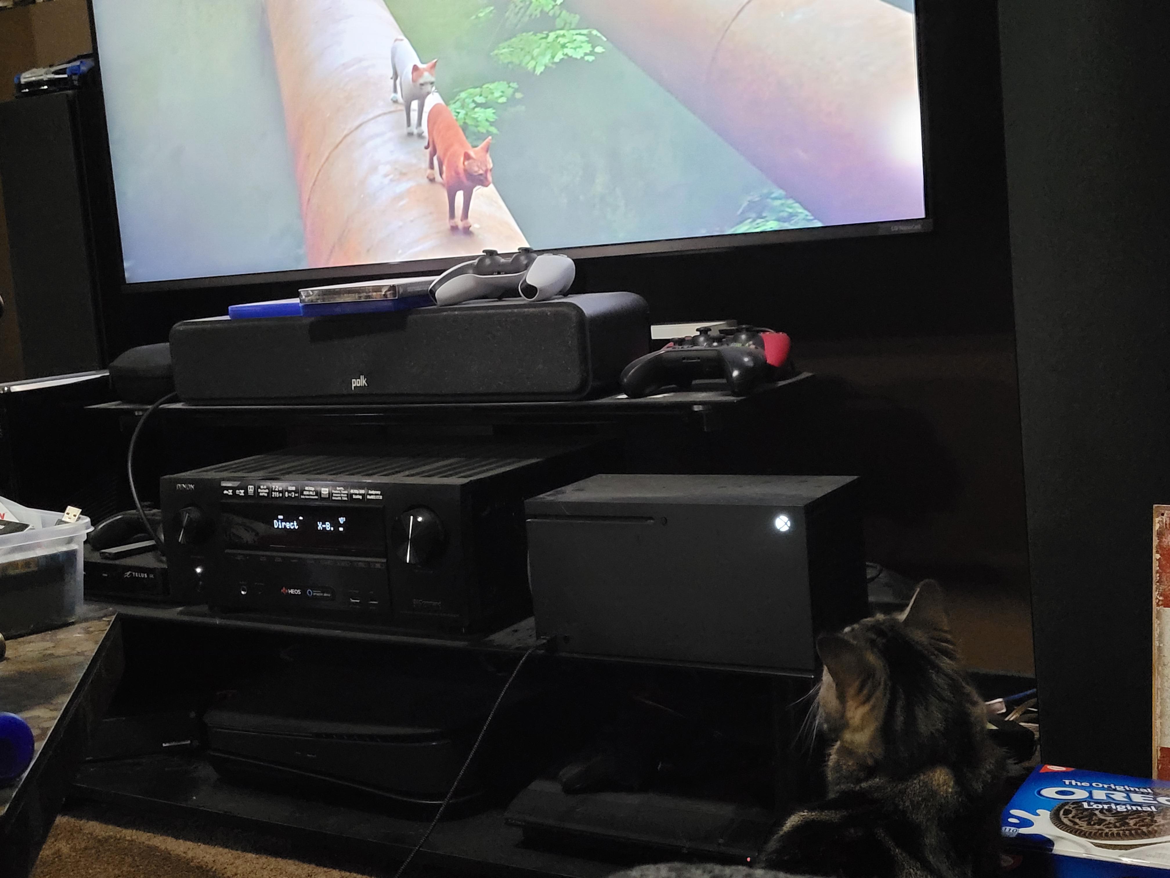 Cats really do like that new video game Stray | Scrolller