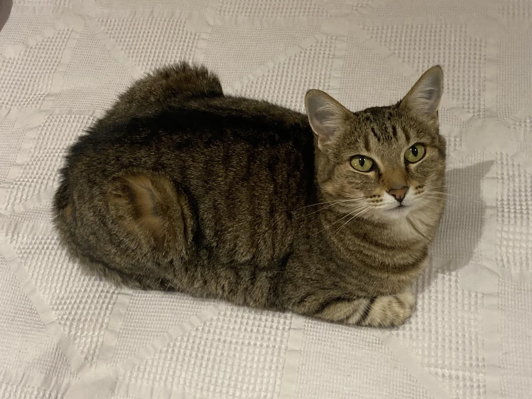 Perfect self-raising, striped loaf | Scrolller