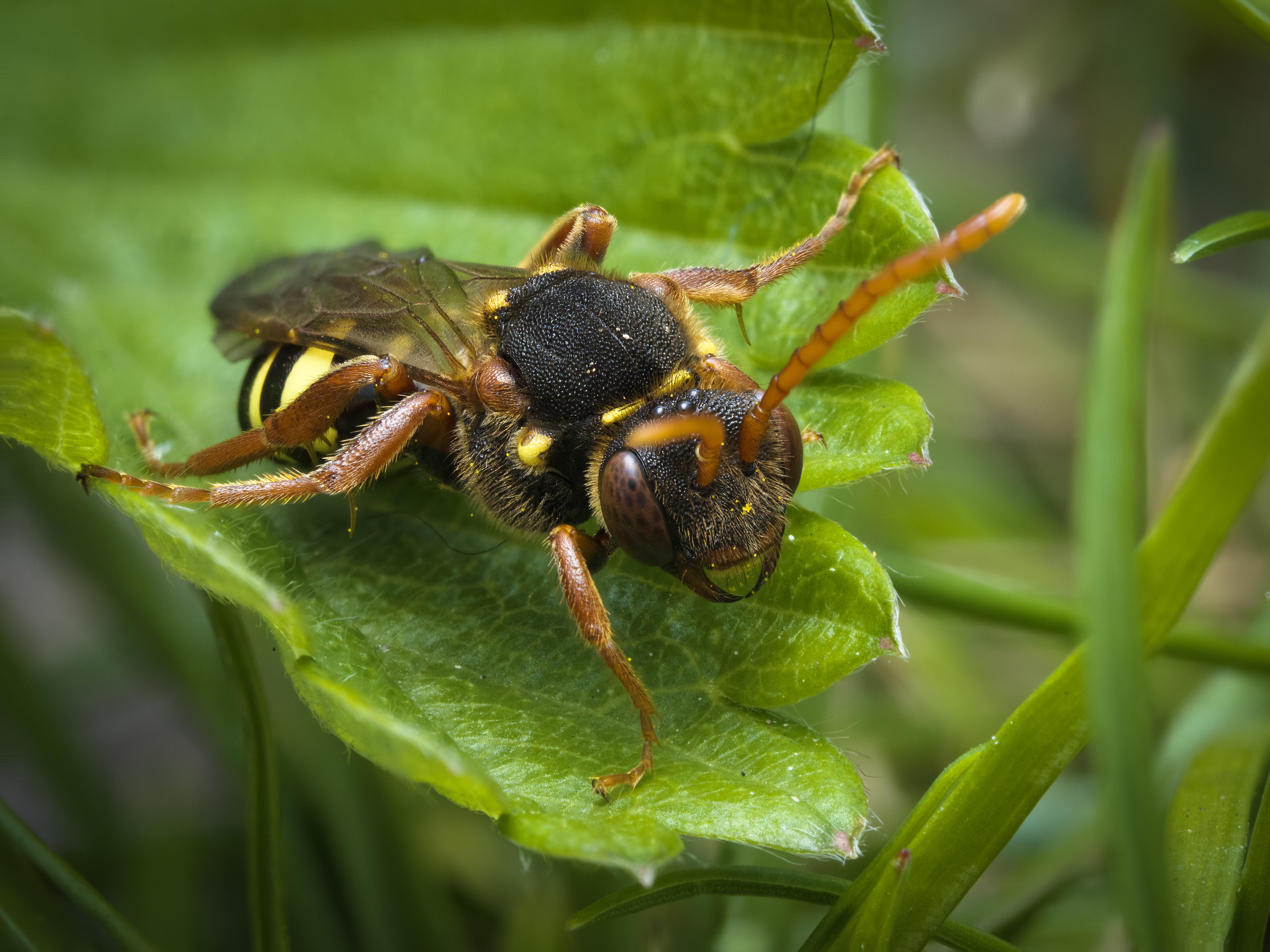Cuckoo Bee (Nomada marshamella) [OC] - These bees are seriously cool ...