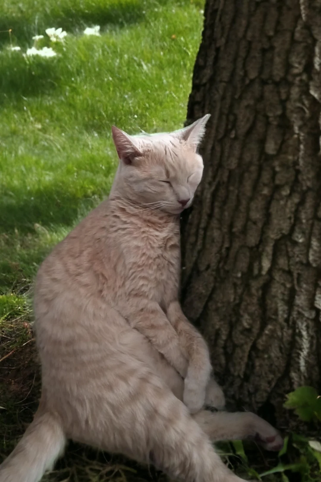 He even sleeps derpy [OC] | Scrolller