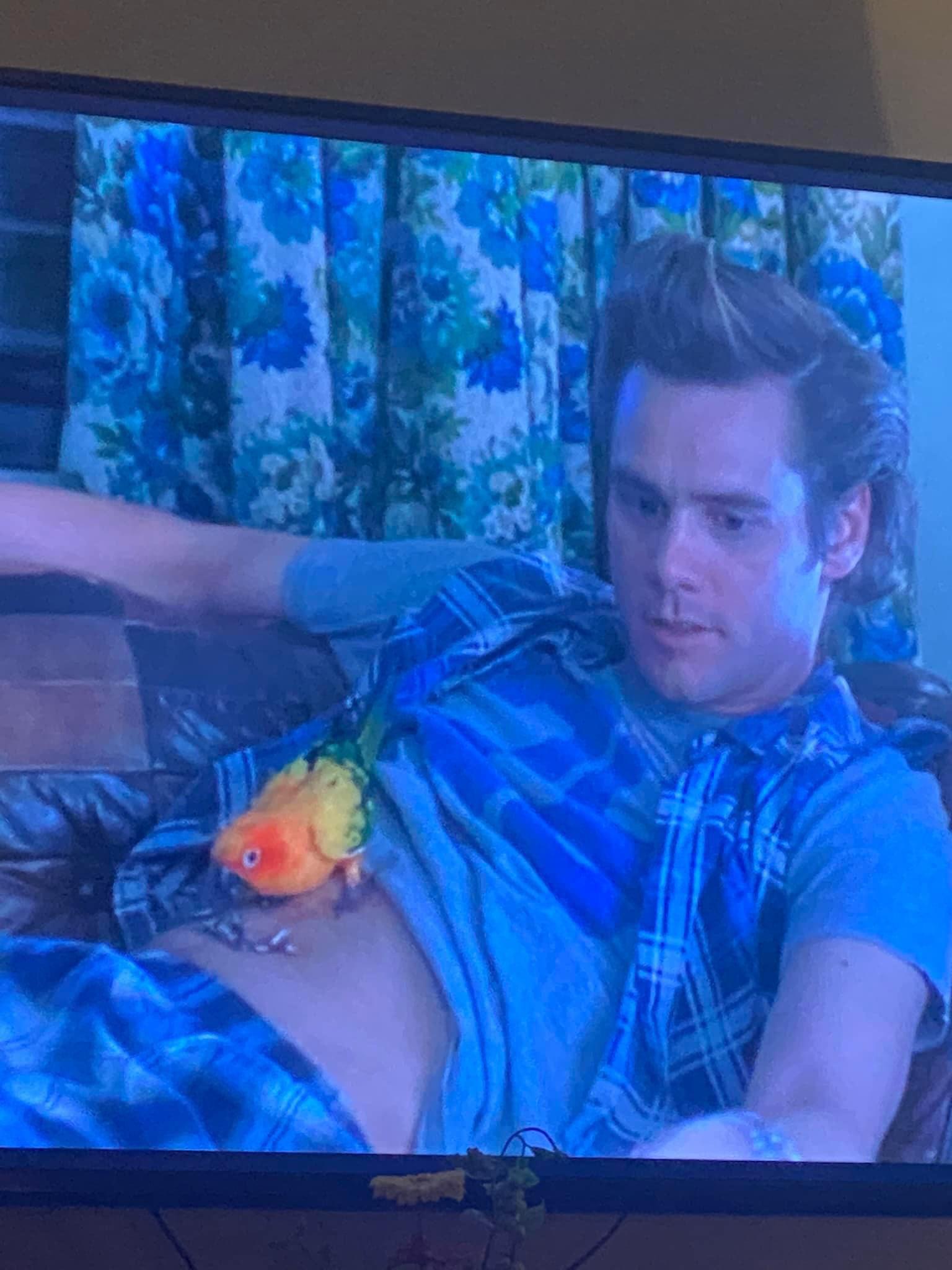 Ace Ventura had a sun conure! | Scrolller