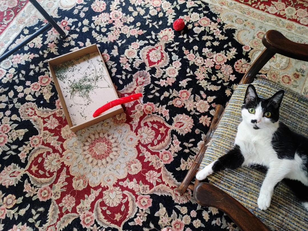 Snuck up on her in the middle of a catnip binge | Scrolller