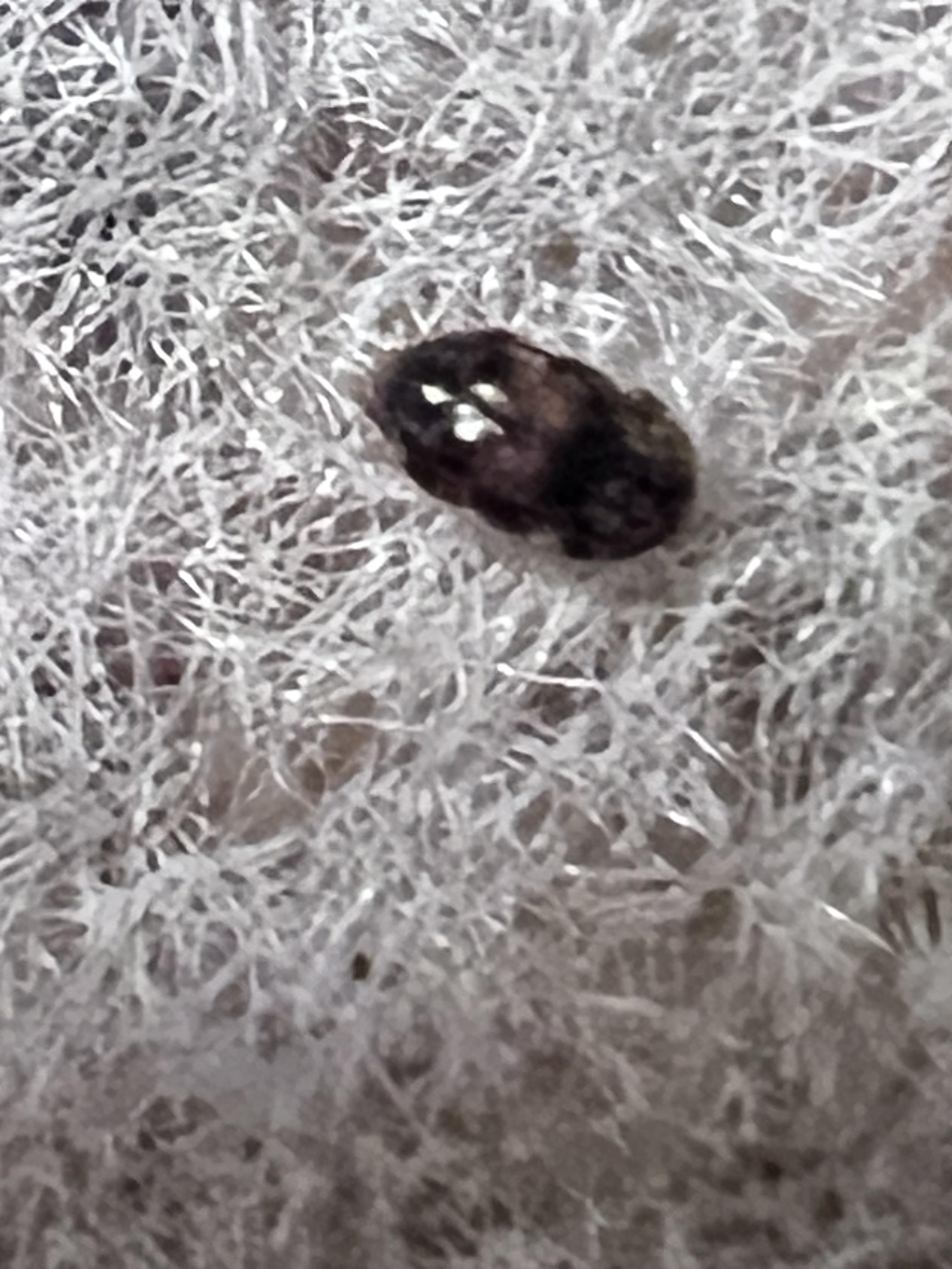 Is this a bed bug??? | Scrolller