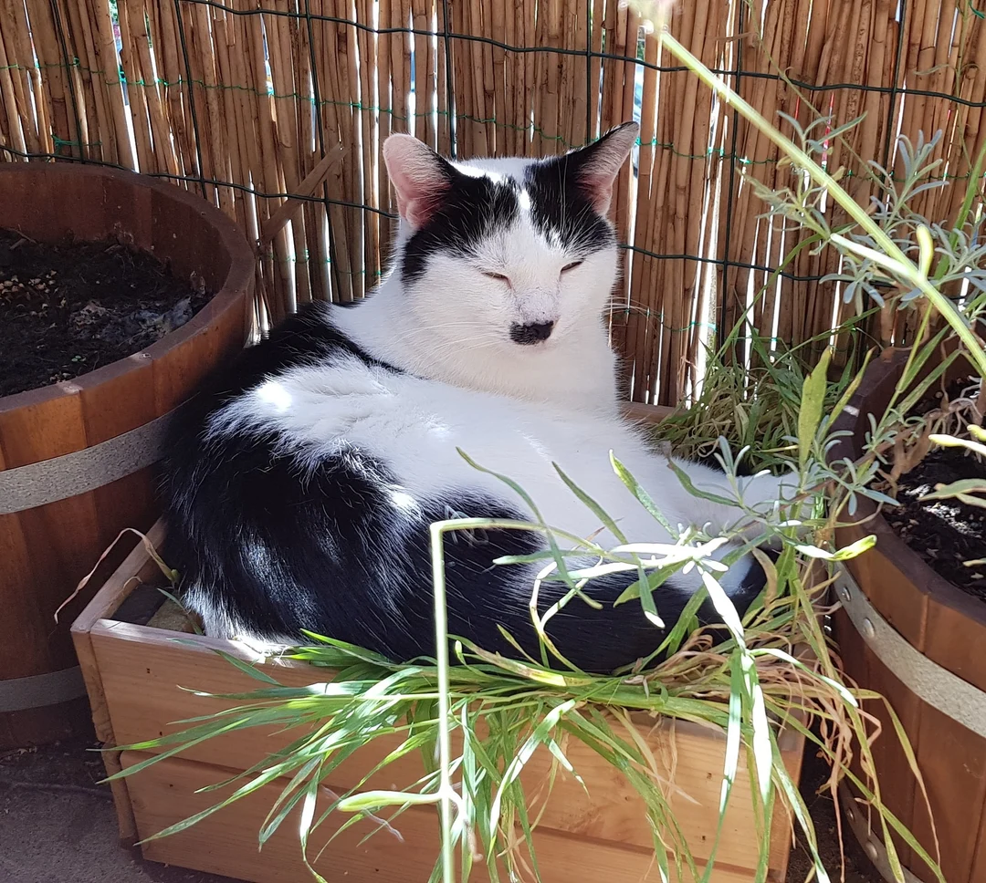 Potted kitler | Scrolller