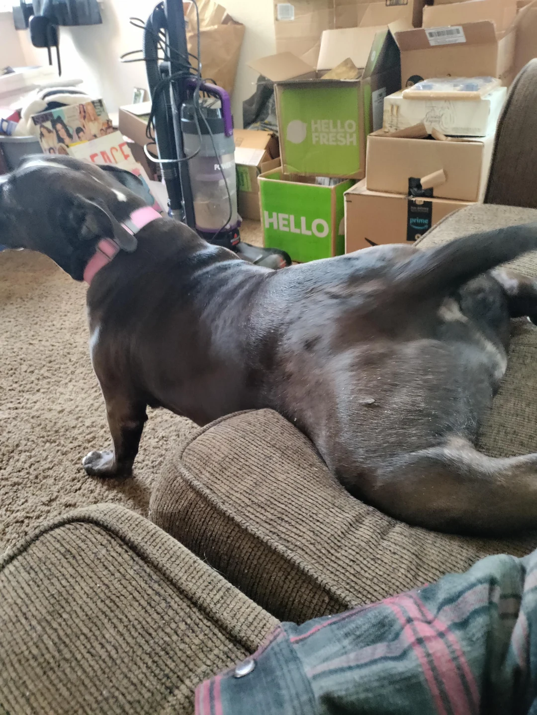 When Mia wants butt rubs, she's pretty good at letting me know. | Scrolller