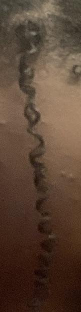 What would my hair texture be? | Scrolller