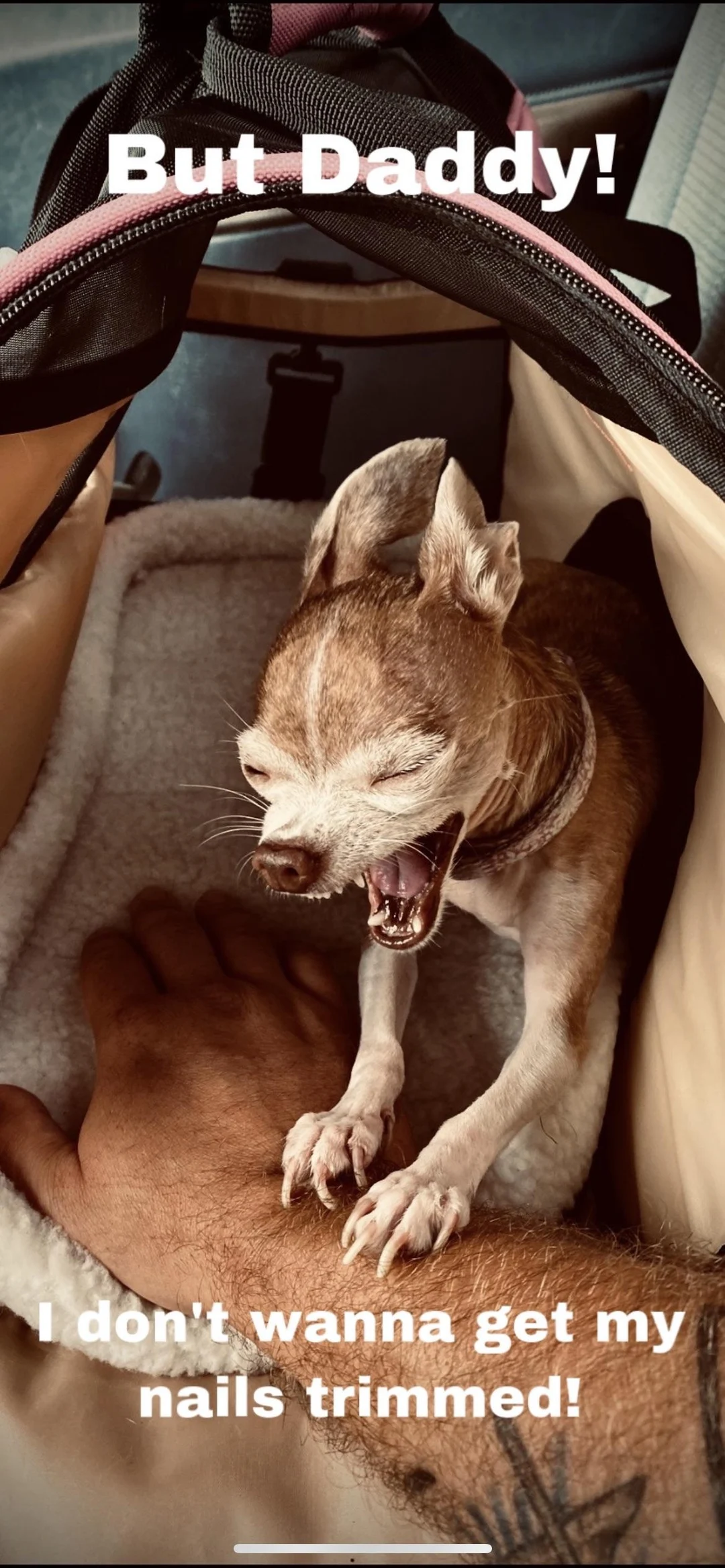 And here is my little diva. | Scrolller