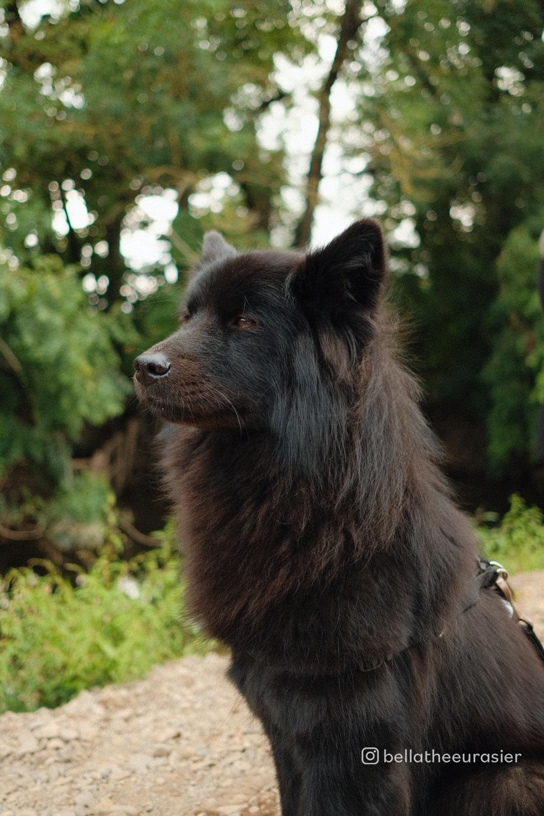 My majestic beast | Scrolller