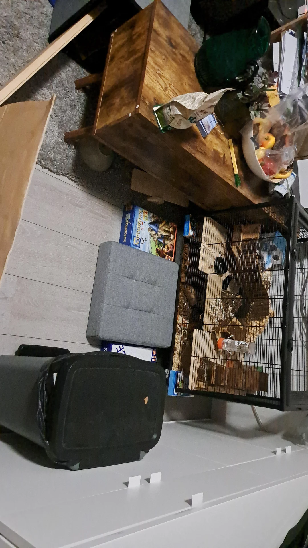 Outside area dwars hamster | Scrolller