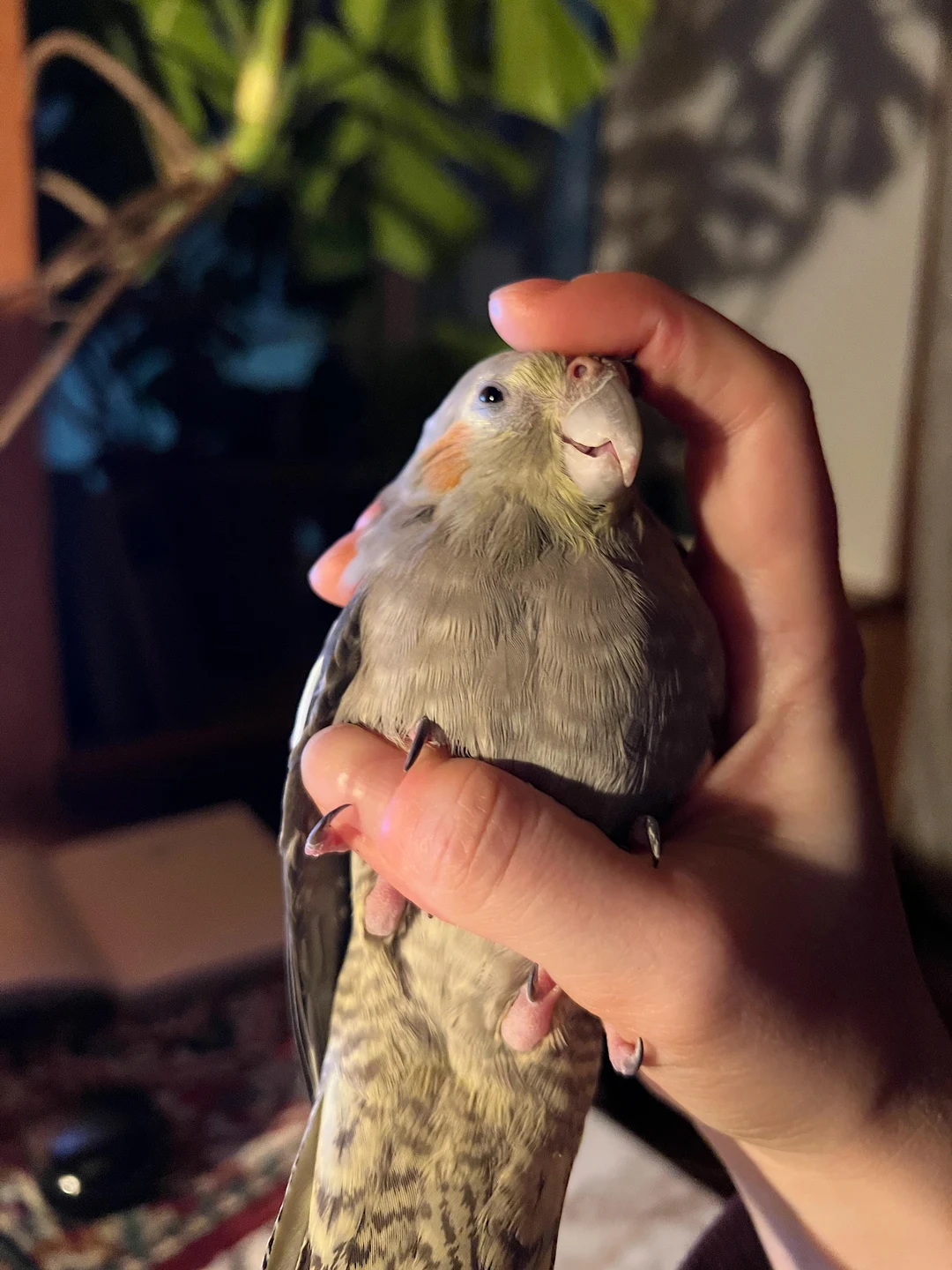 Hot pocket demands scratches | Scrolller