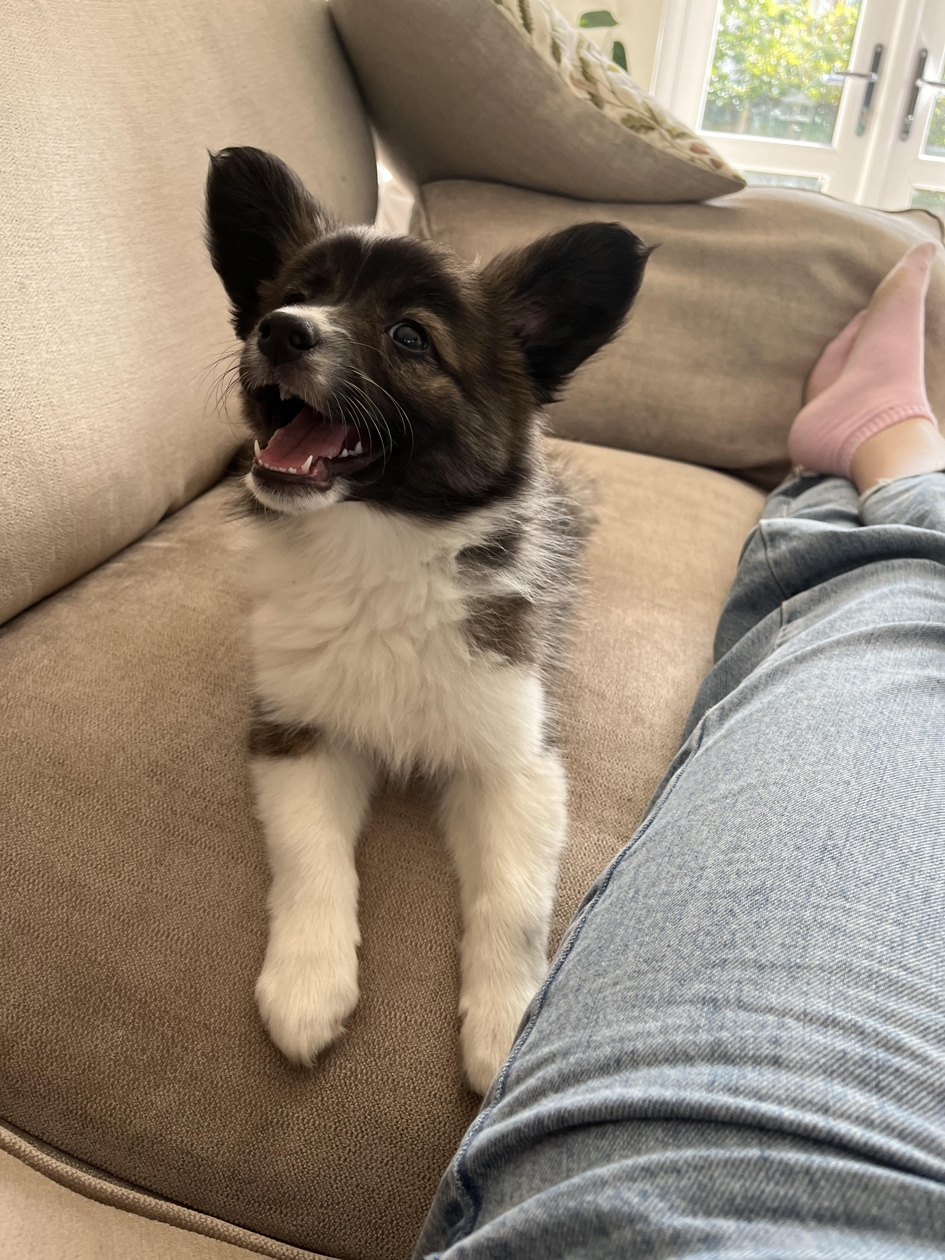 Meet our corgi x border collie mix 🩷 | Scrolller