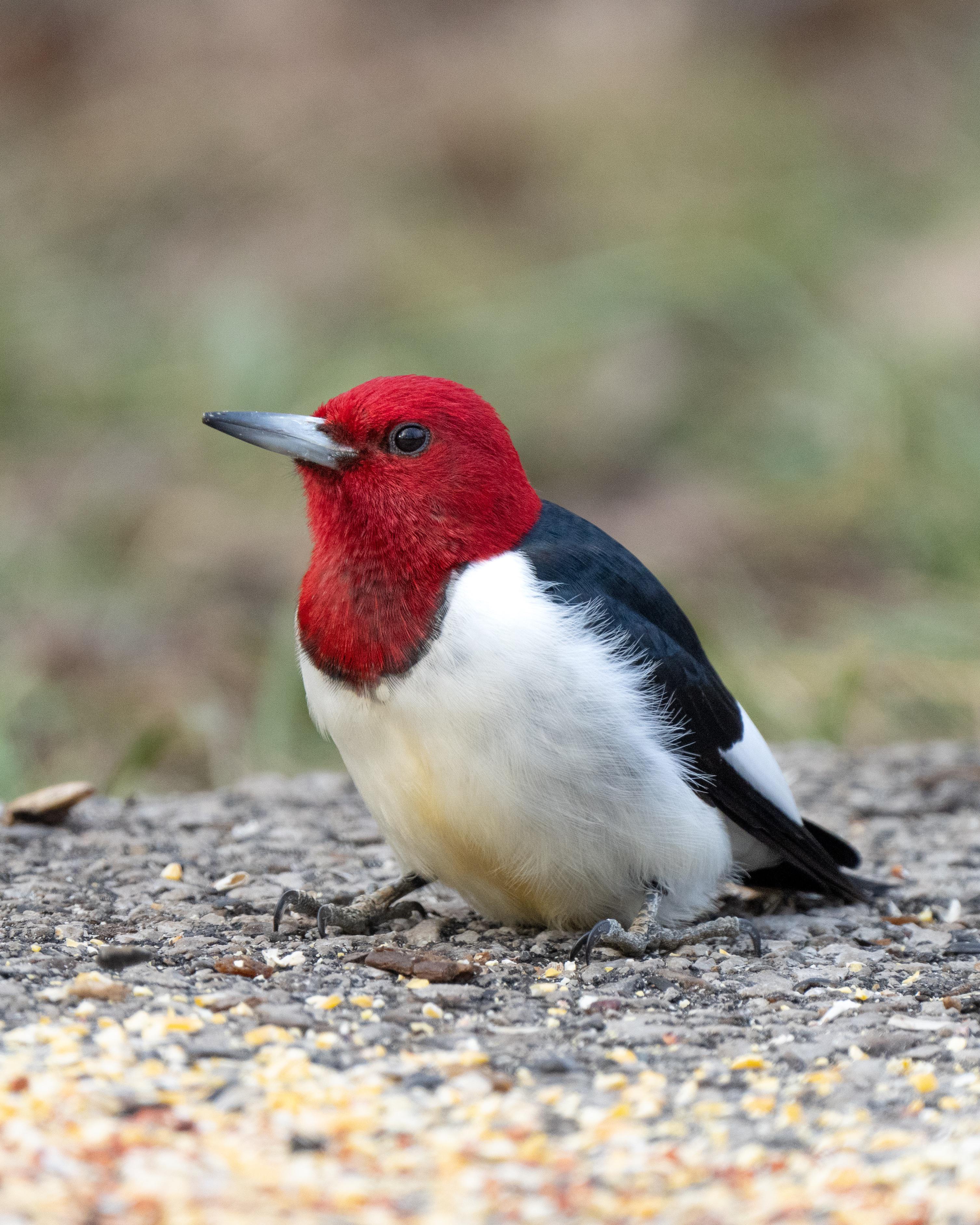 Red-headed Woodpeckers are stunning | Scrolller