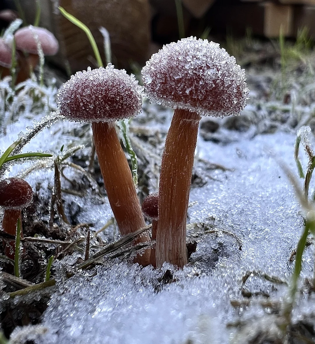 Frosty morning | Scrolller