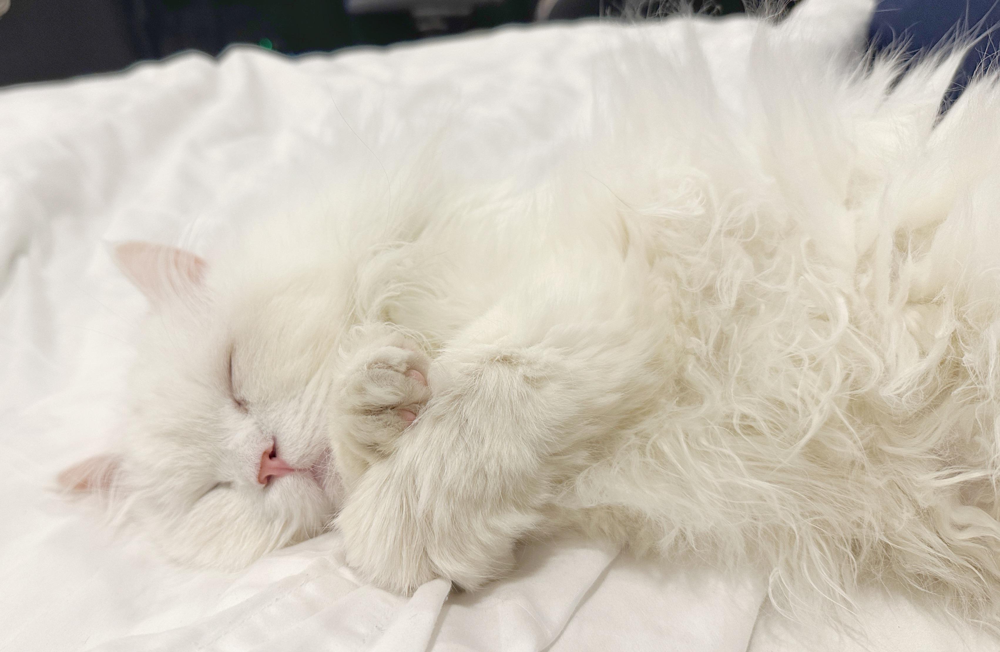 [OC] my cat hugs himself while sleeping | Scrolller