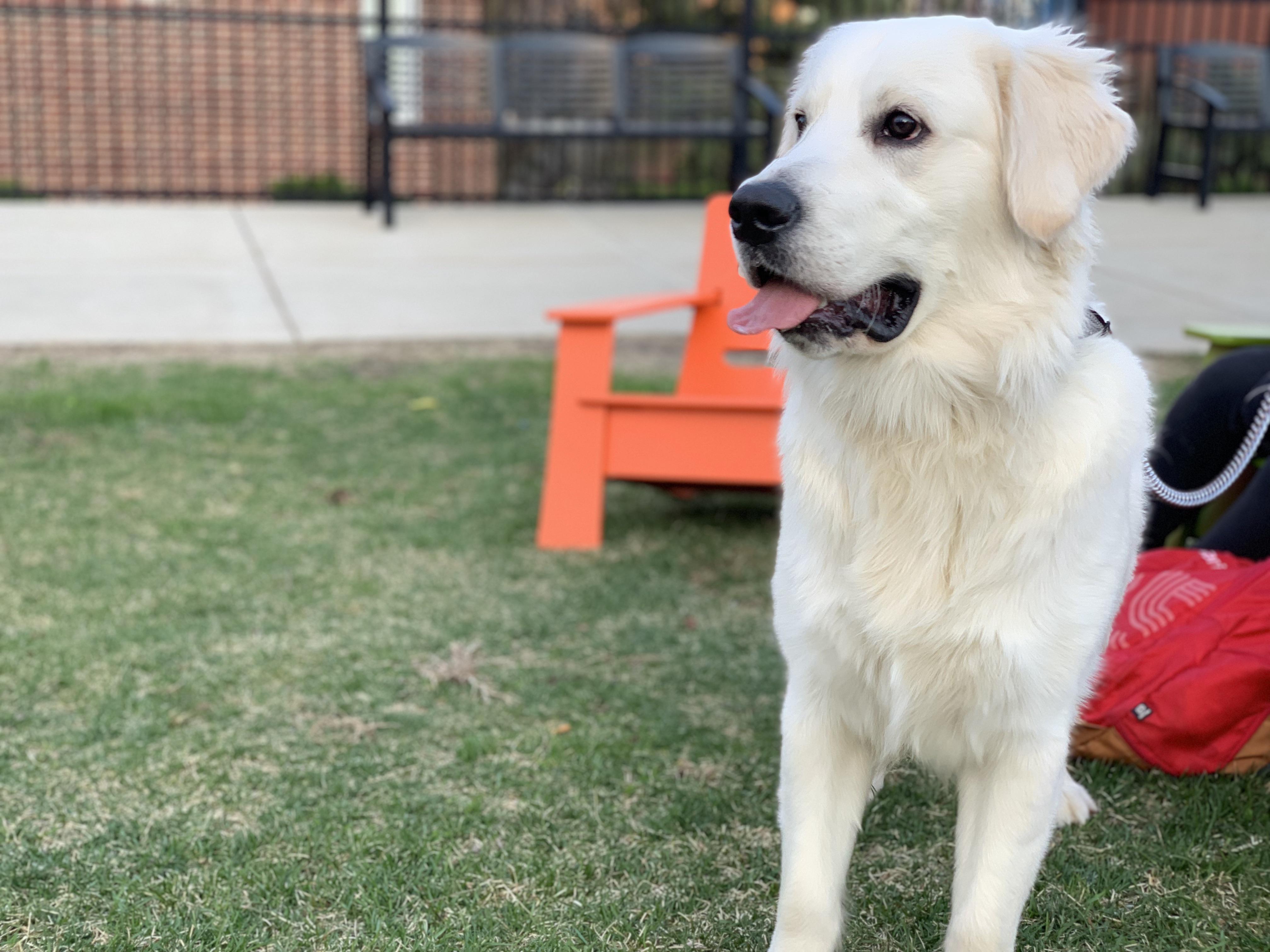 Meet ghost! Ever the curious | Scrolller