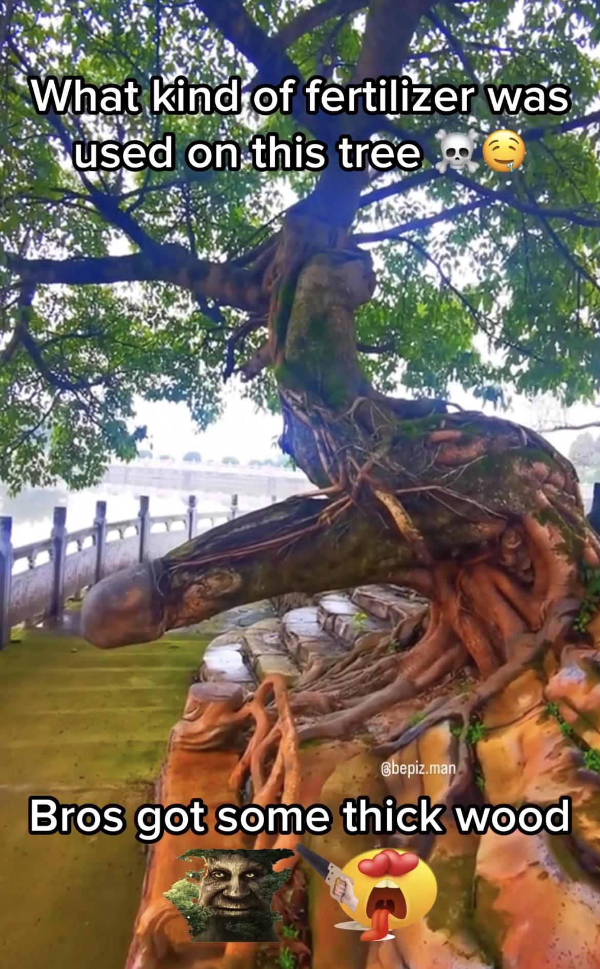 Wise tree | Scrolller