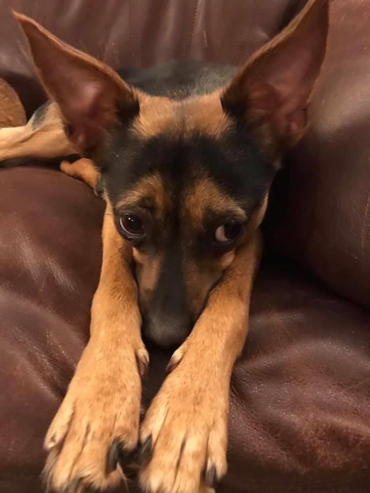 Meet Joey the Drama King. (OC) | Scrolller