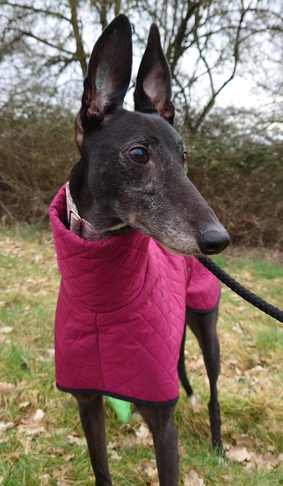 ...Ears! | Scrolller