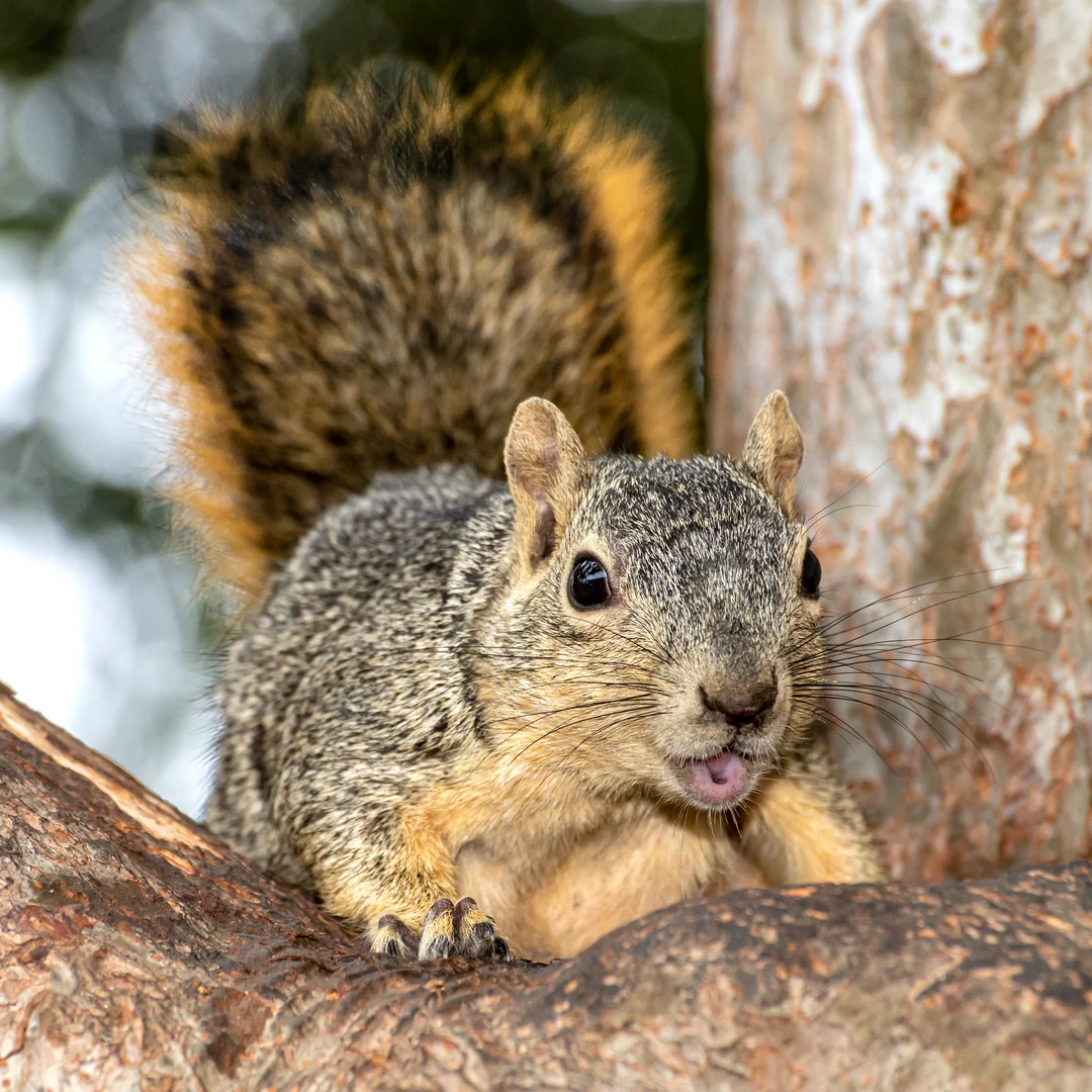 MOTHER SQUIRREL!!! | Scrolller