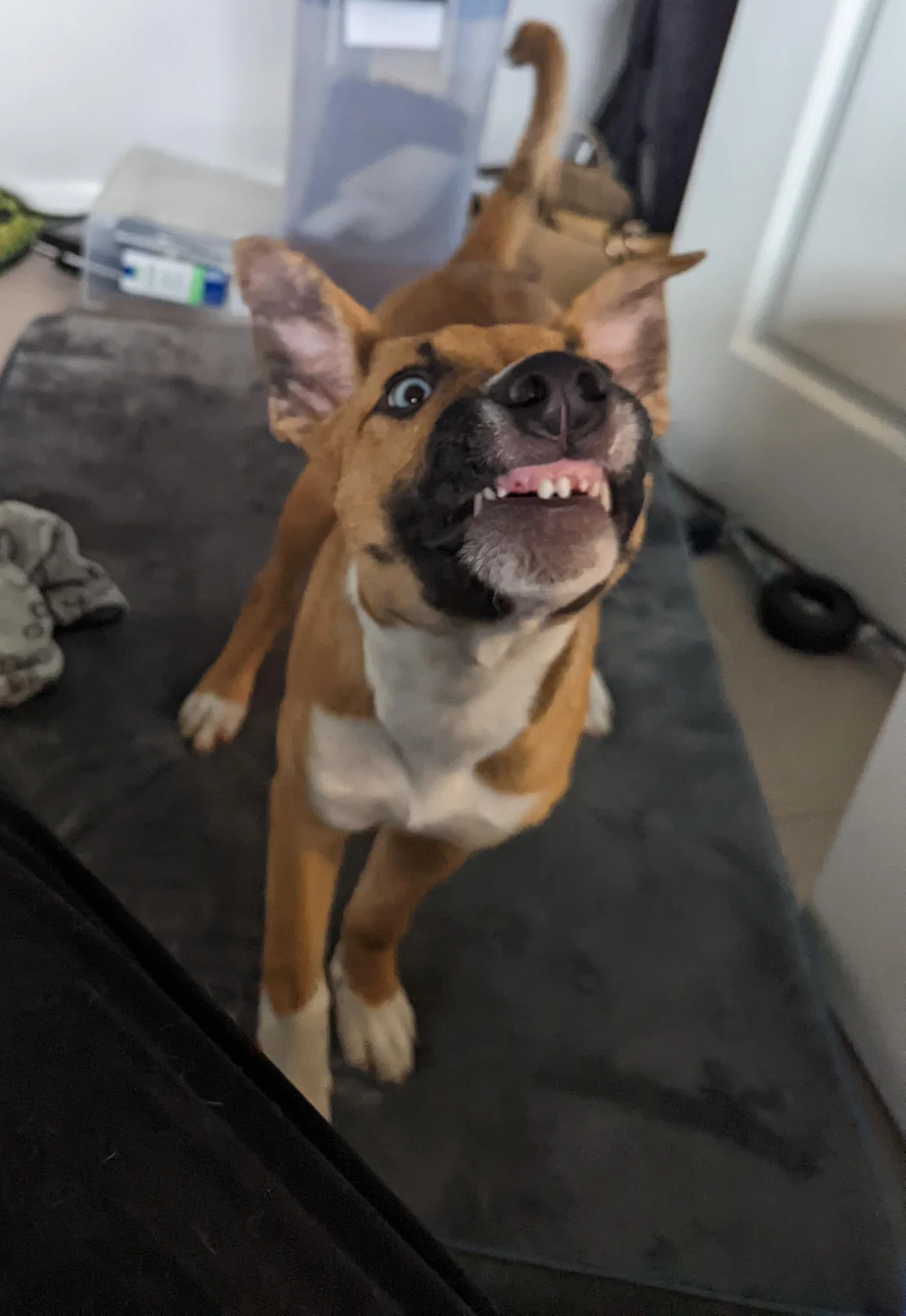 she lost a baby tooth :| | Scrolller