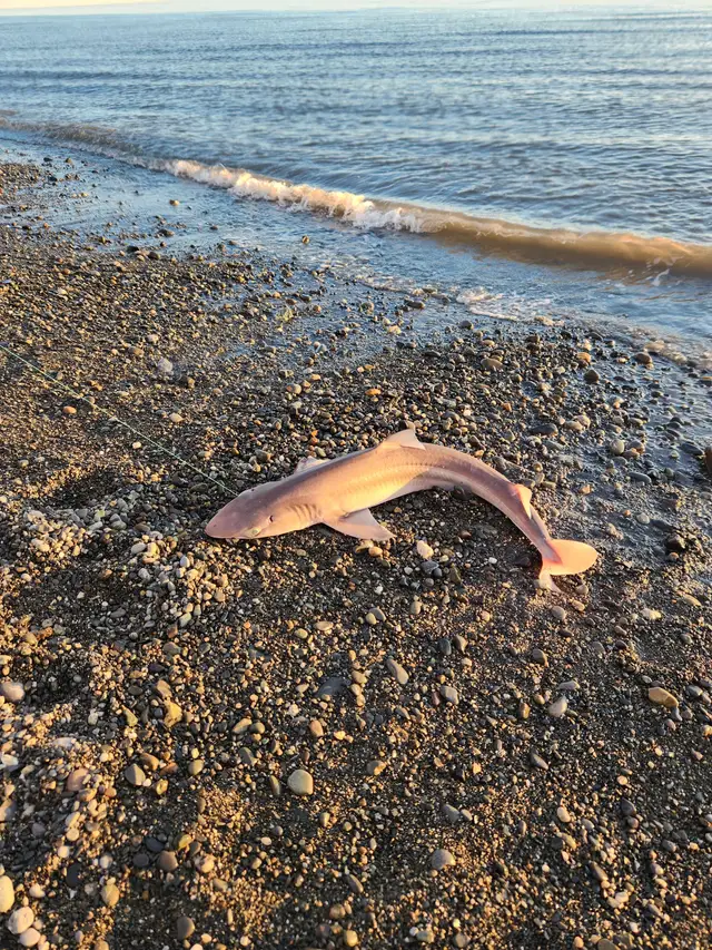 Sand tiger shark | Scrolller