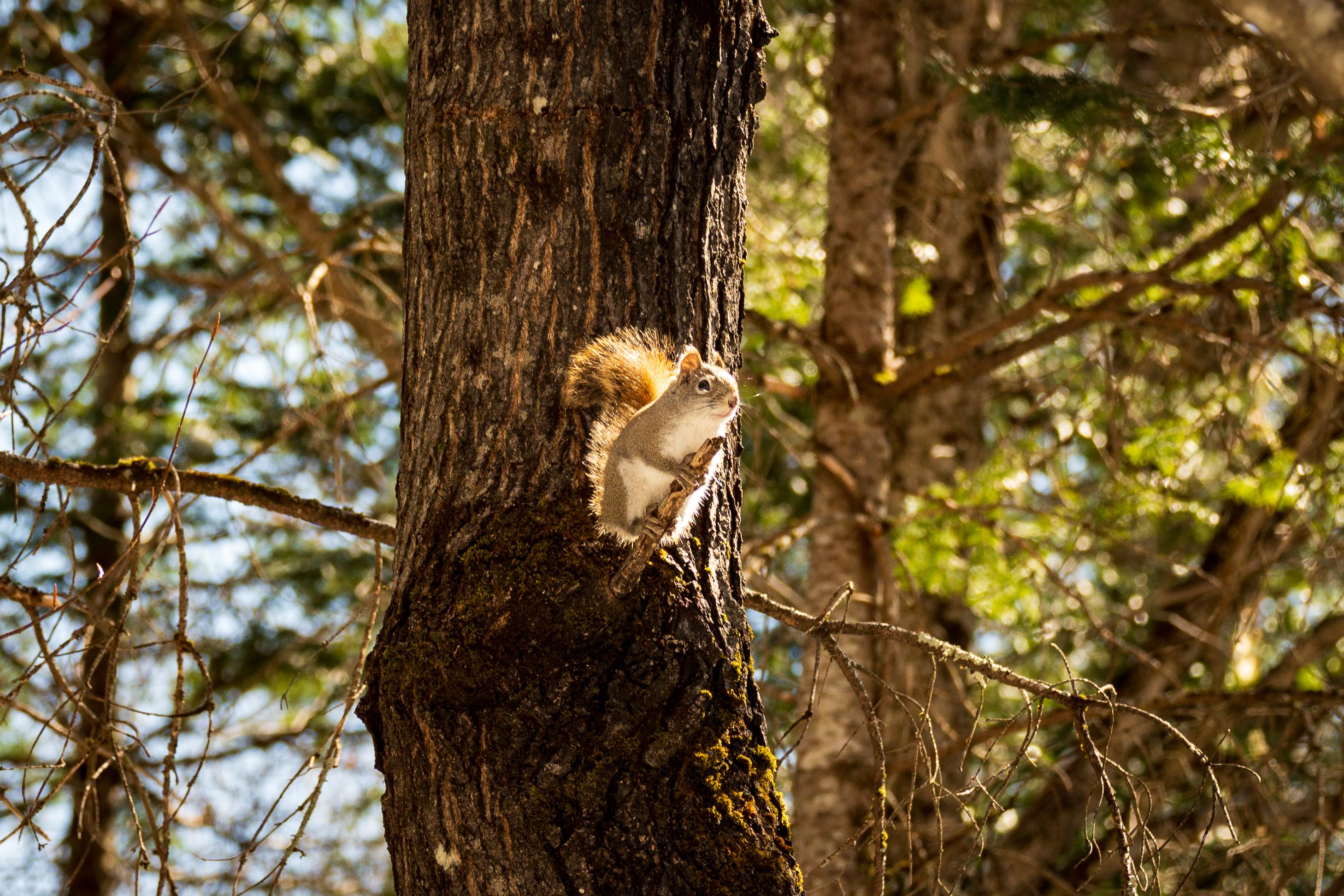 Discover more like Squirrels: Caught Some Unhappy and Happy Squirrels Today and Related Content ...