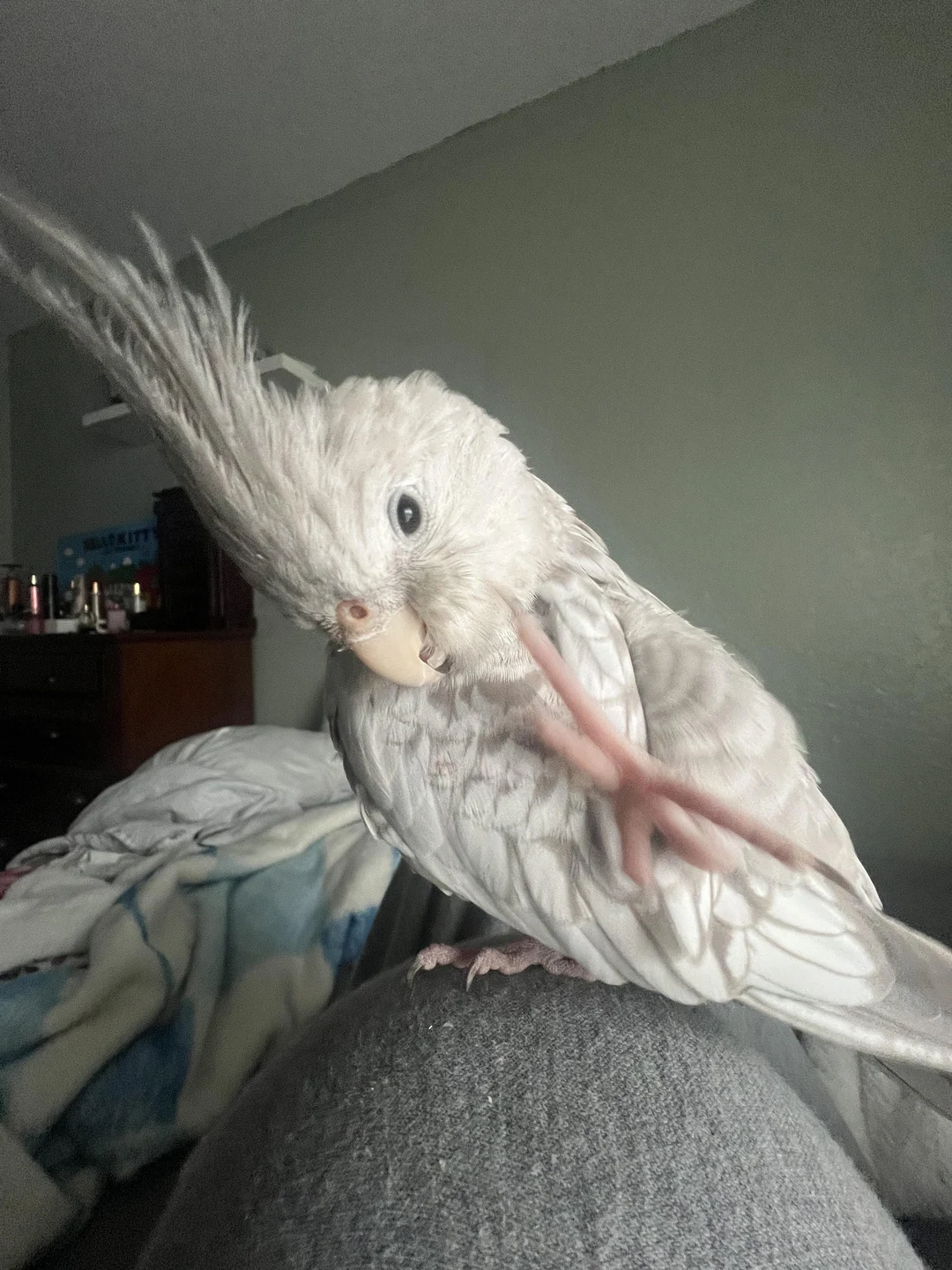 Hi from Sage! | Scrolller