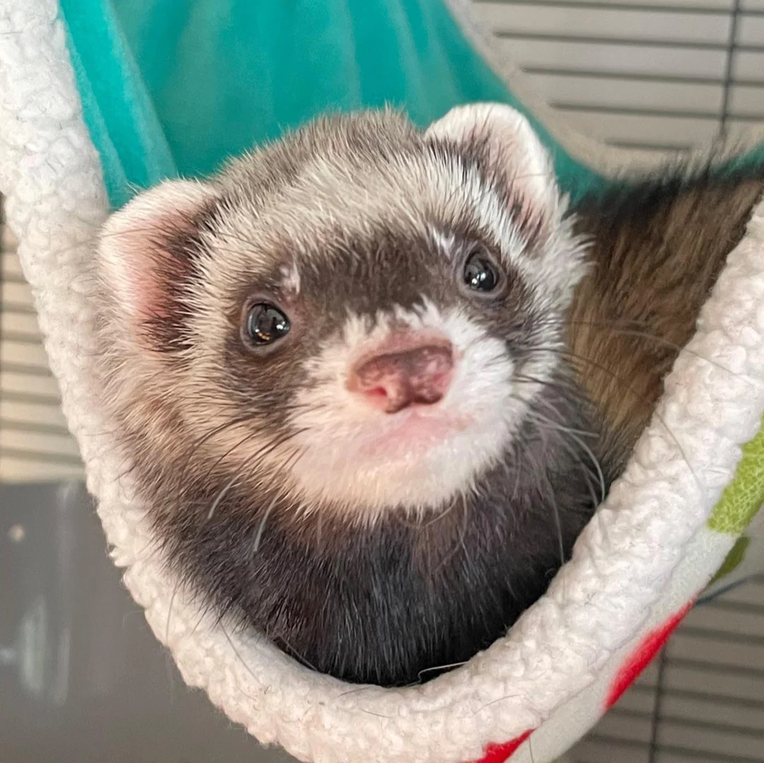 Happy National Ferret Day from Duke!🥳 | Scrolller
