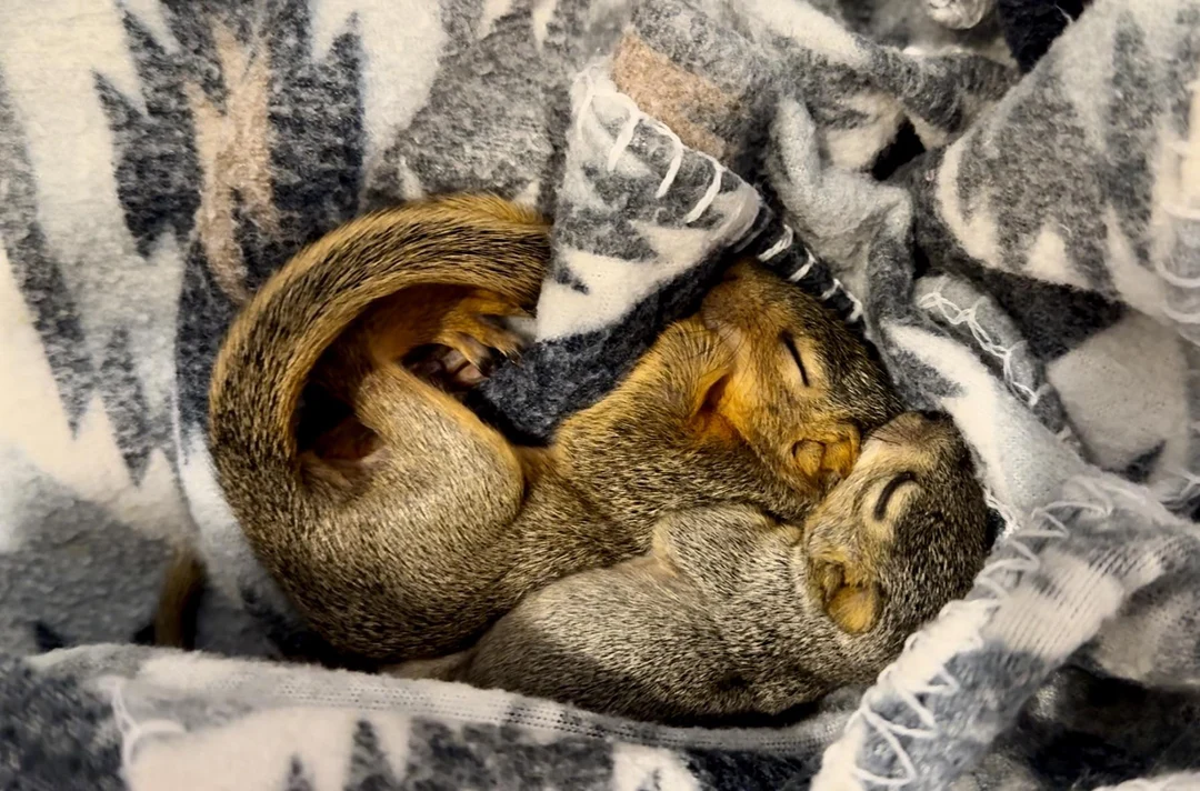 Brothers | Scrolller