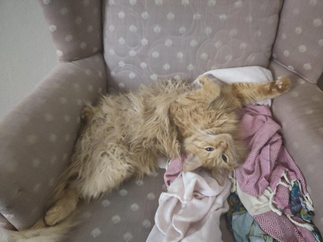 Didn't expect a big ball of fluff | Scrolller