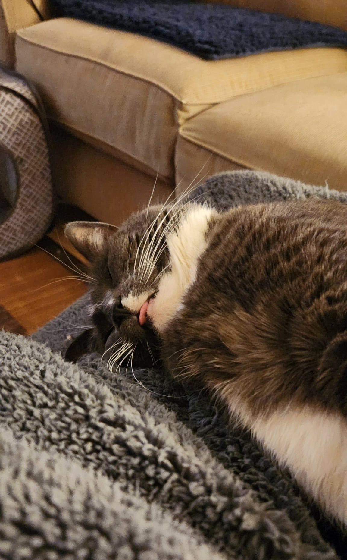 Tuxedo Blep | Scrolller