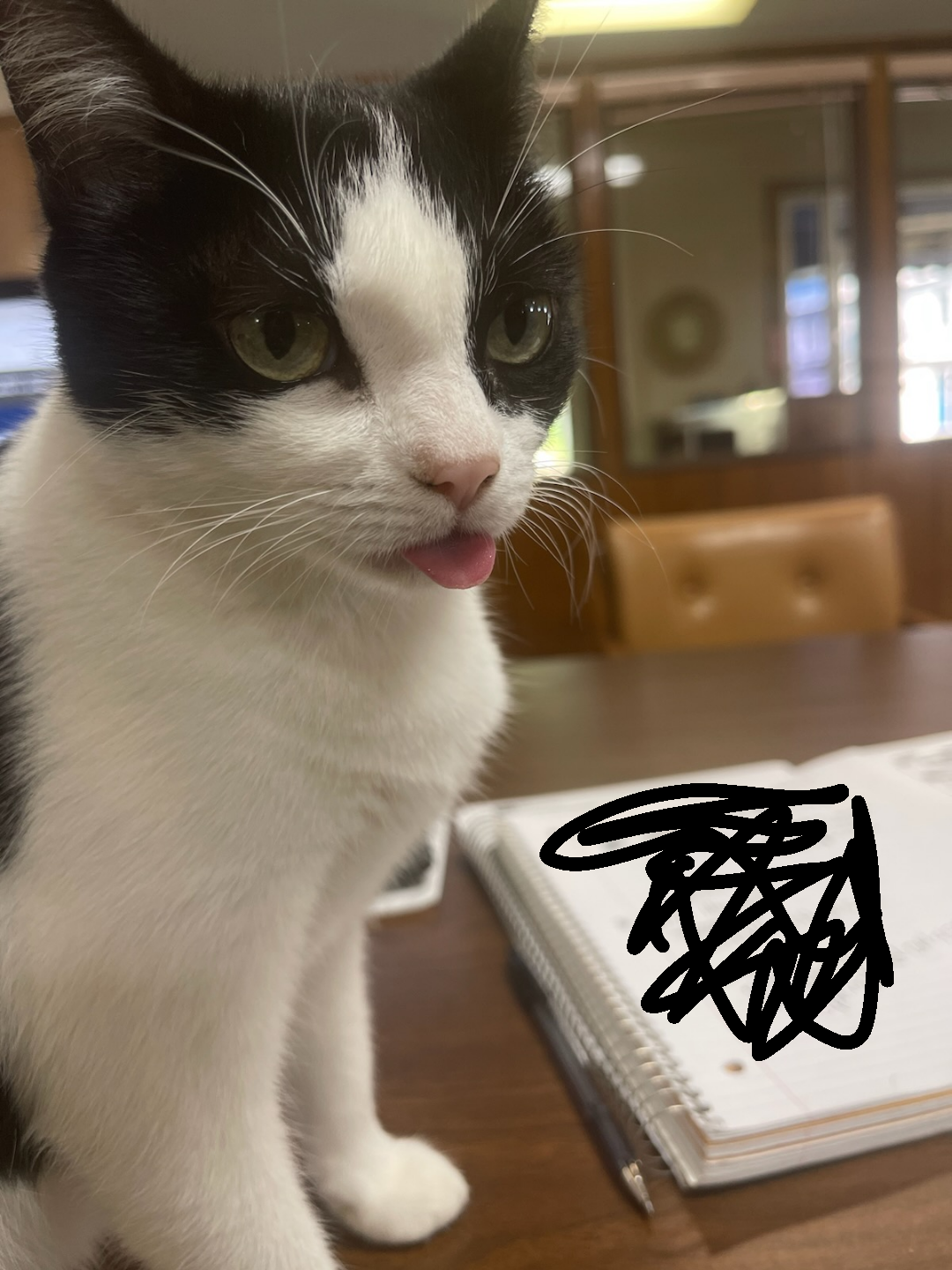 Pebbles the Office Cat back again with a huge blep | Scrolller