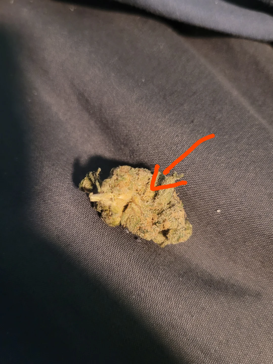 I can't tell if this is mold pr trichromes | Scrolller