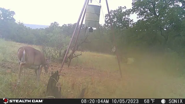 Fat doe. | Scrolller