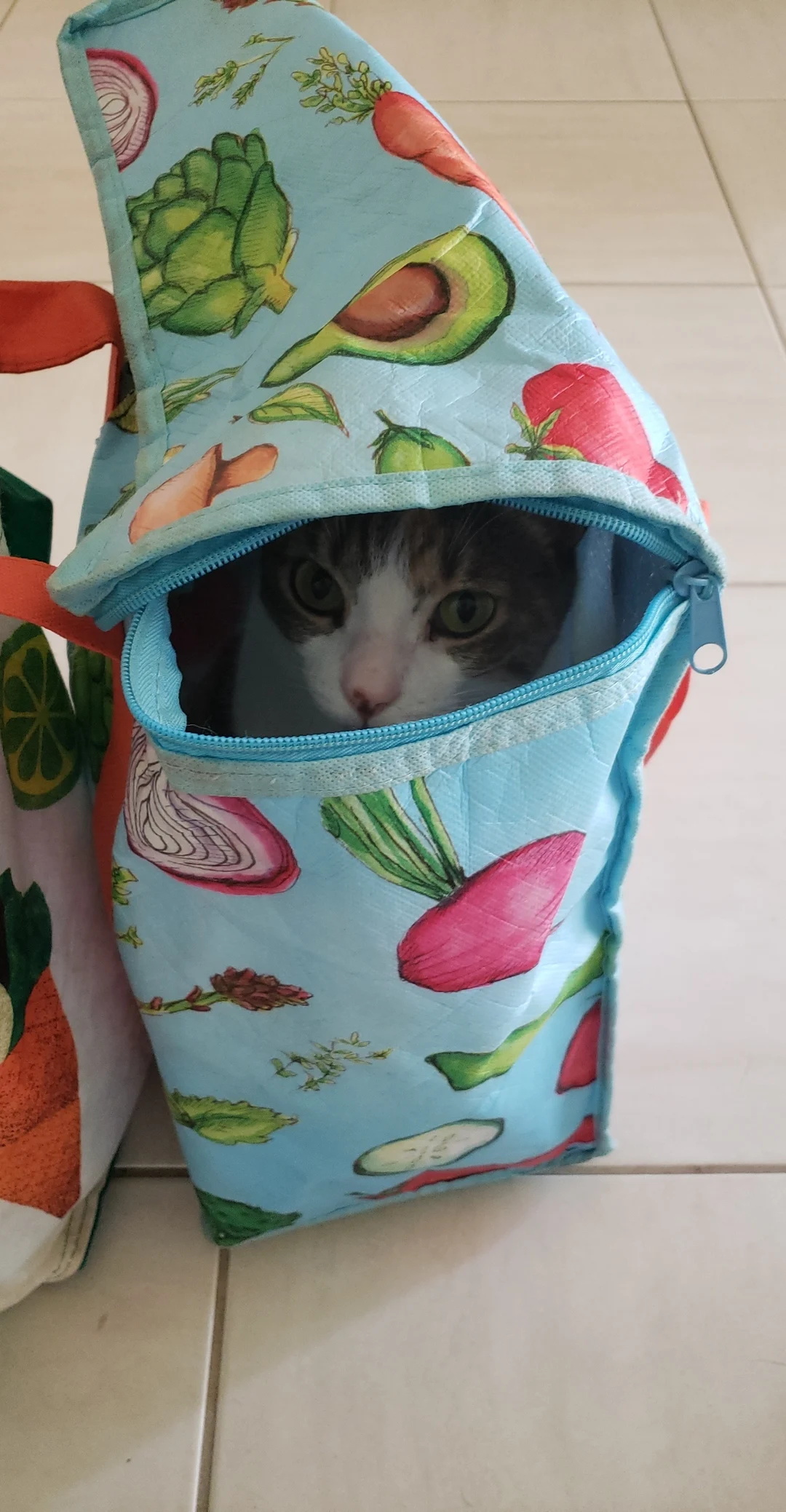 I guess you could say... the cat's in the bag *high-fives self* | Scrolller