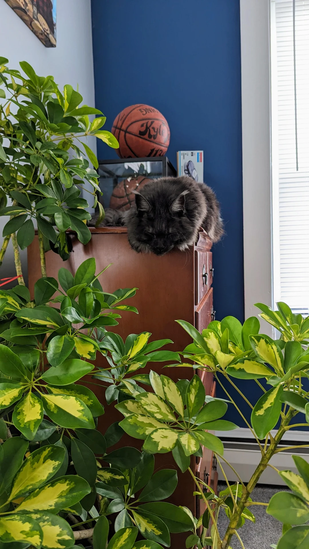 New nap spot for the 👑 | Scrolller