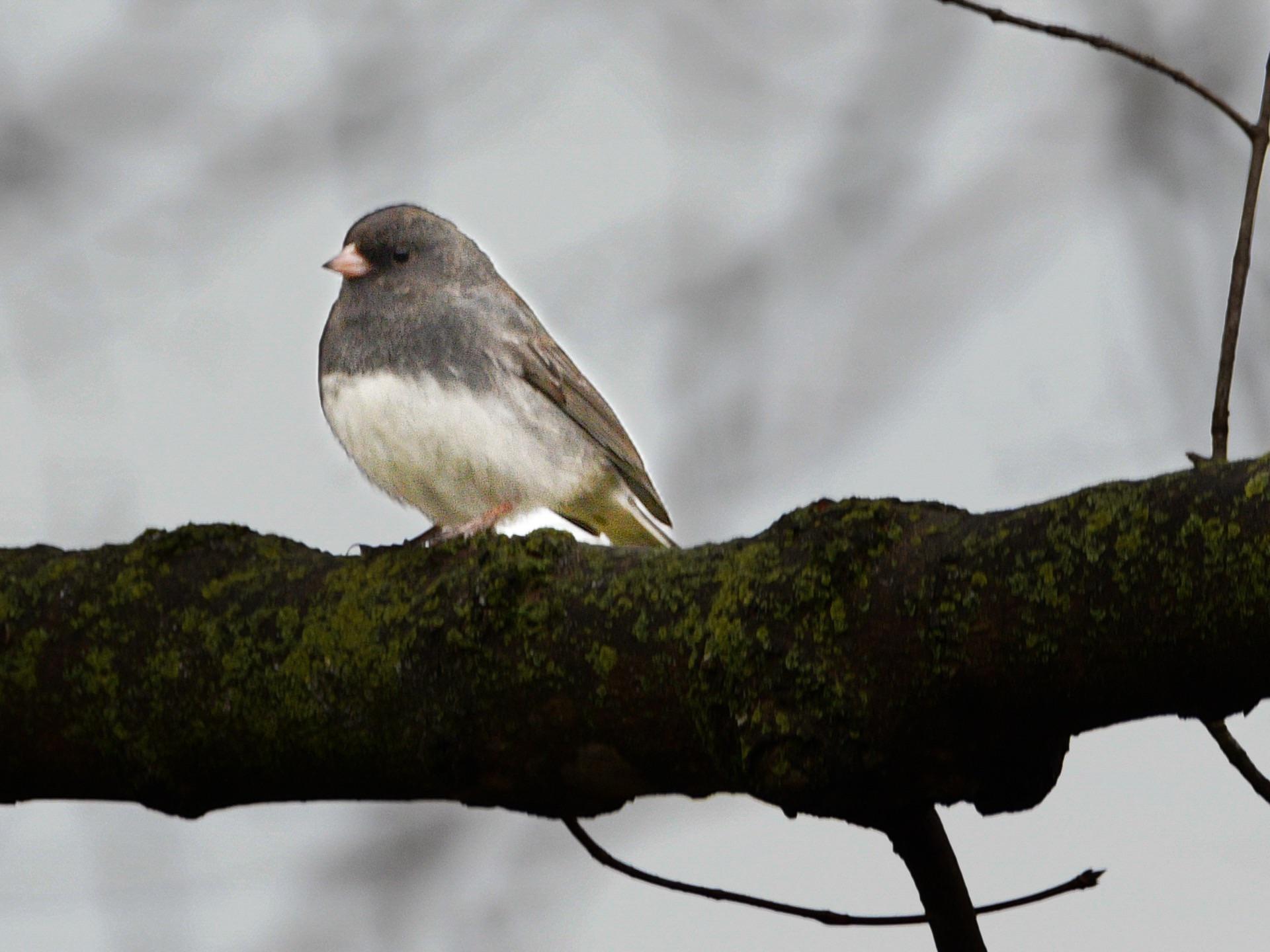 Dark-eyed junco | Scrolller