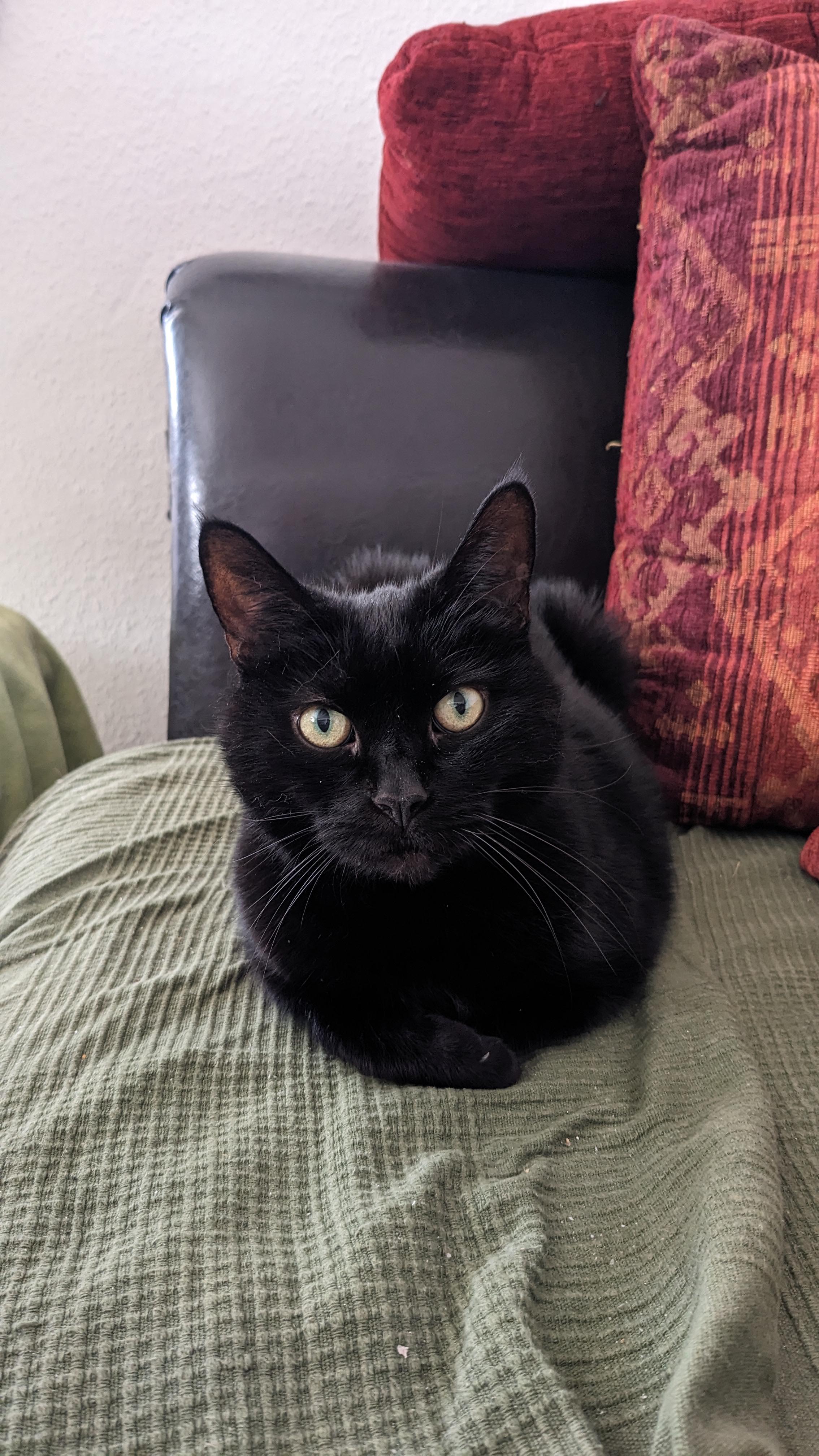 Izzy doing a very serious loaf | Scrolller