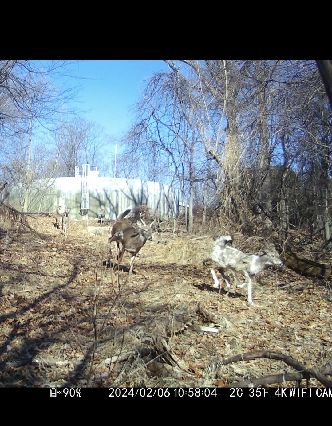 Piebald? | Scrolller