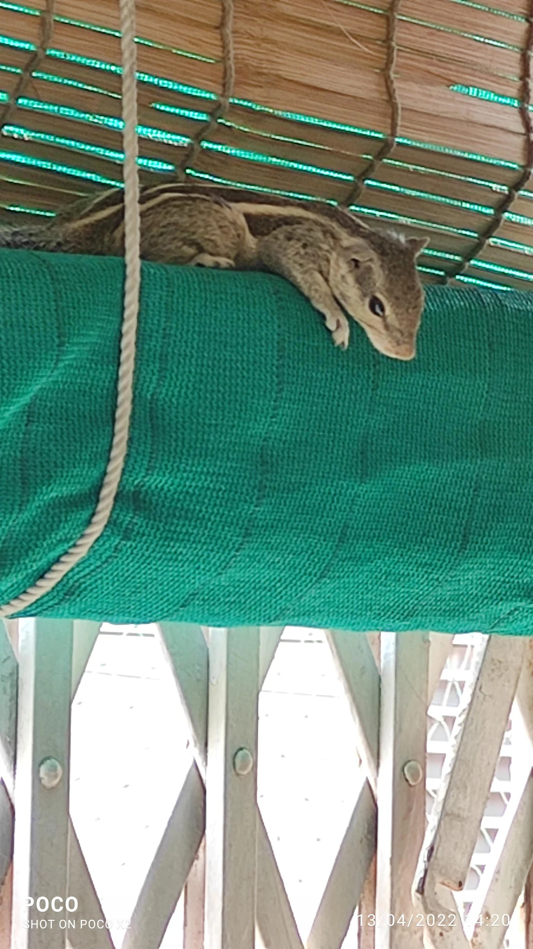 Shot 1: Lemme sleep | Scrolller