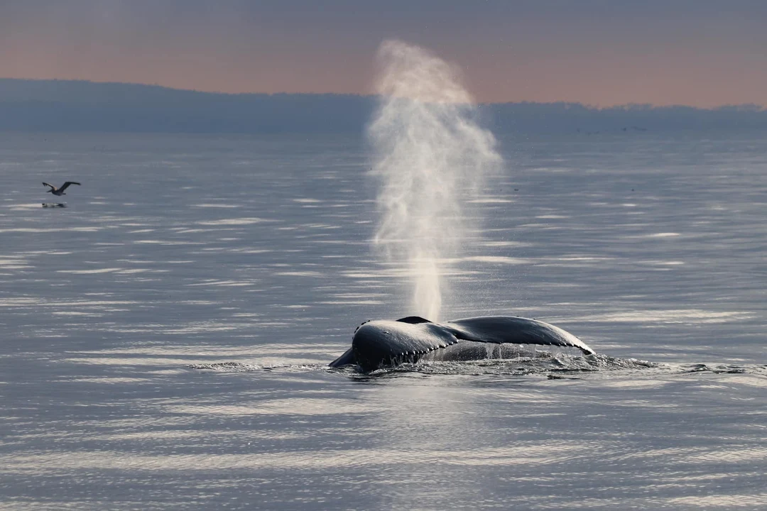 Discover more like Whales: Humpback whale and Related Content | Scrolller