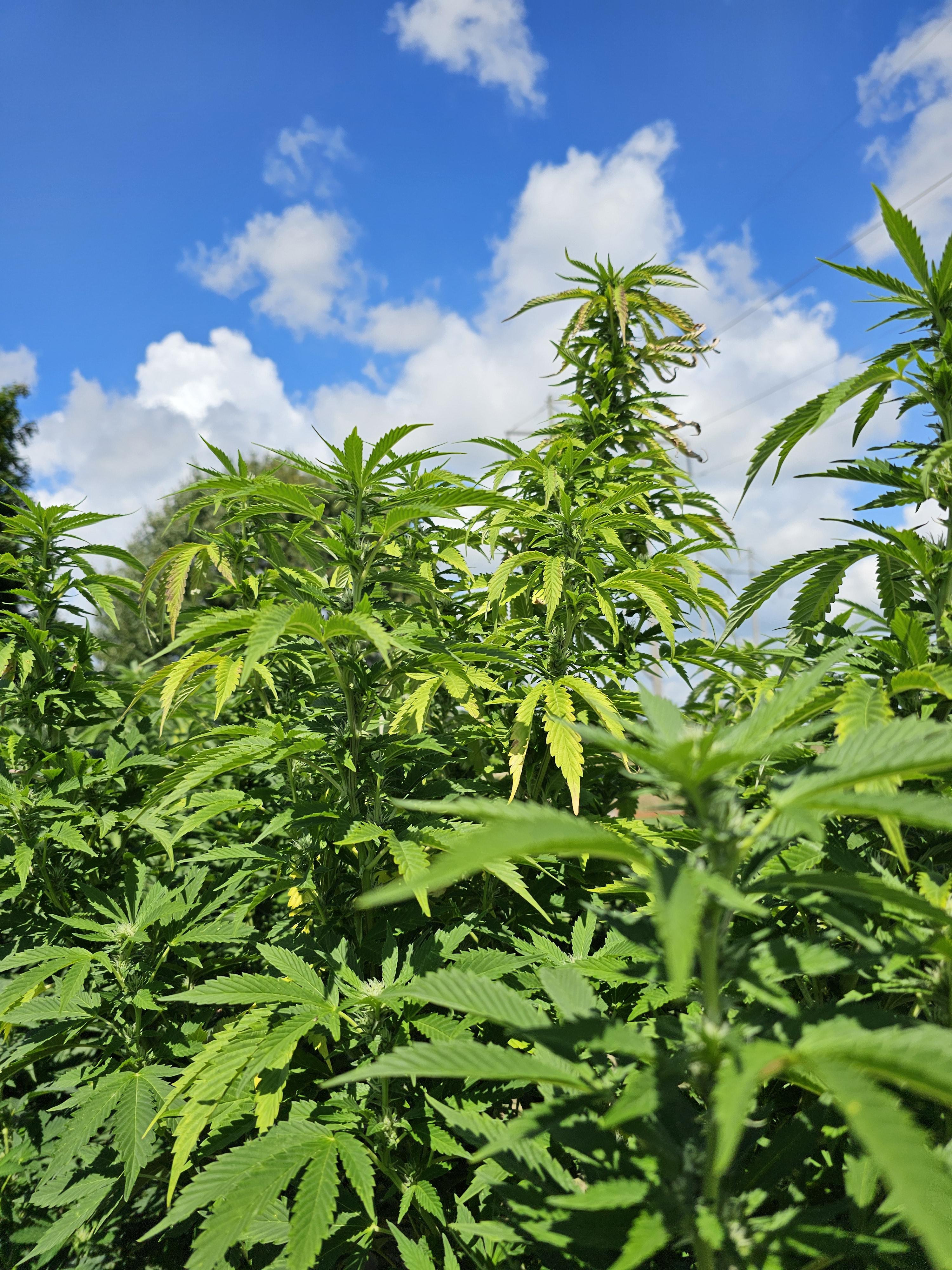 Possible nutrient deficiencies? | Scrolller