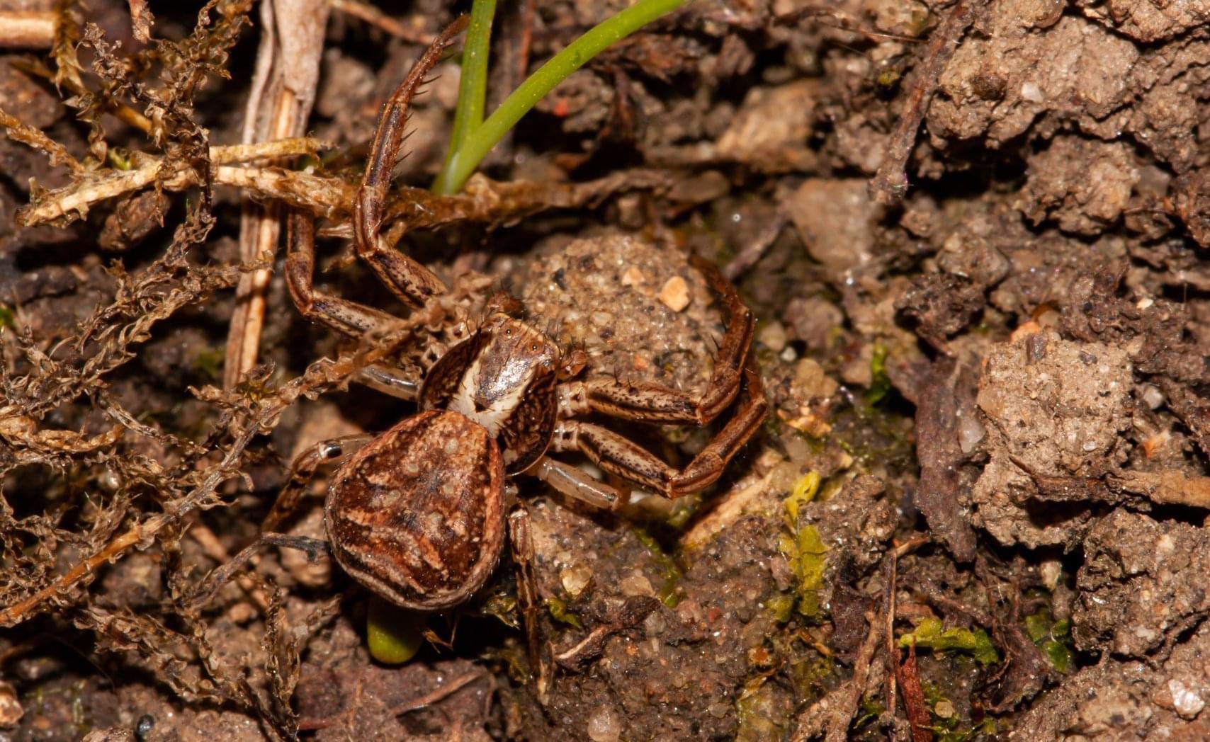 Xysticus cristatus female. A ground crab spider. | Scrolller