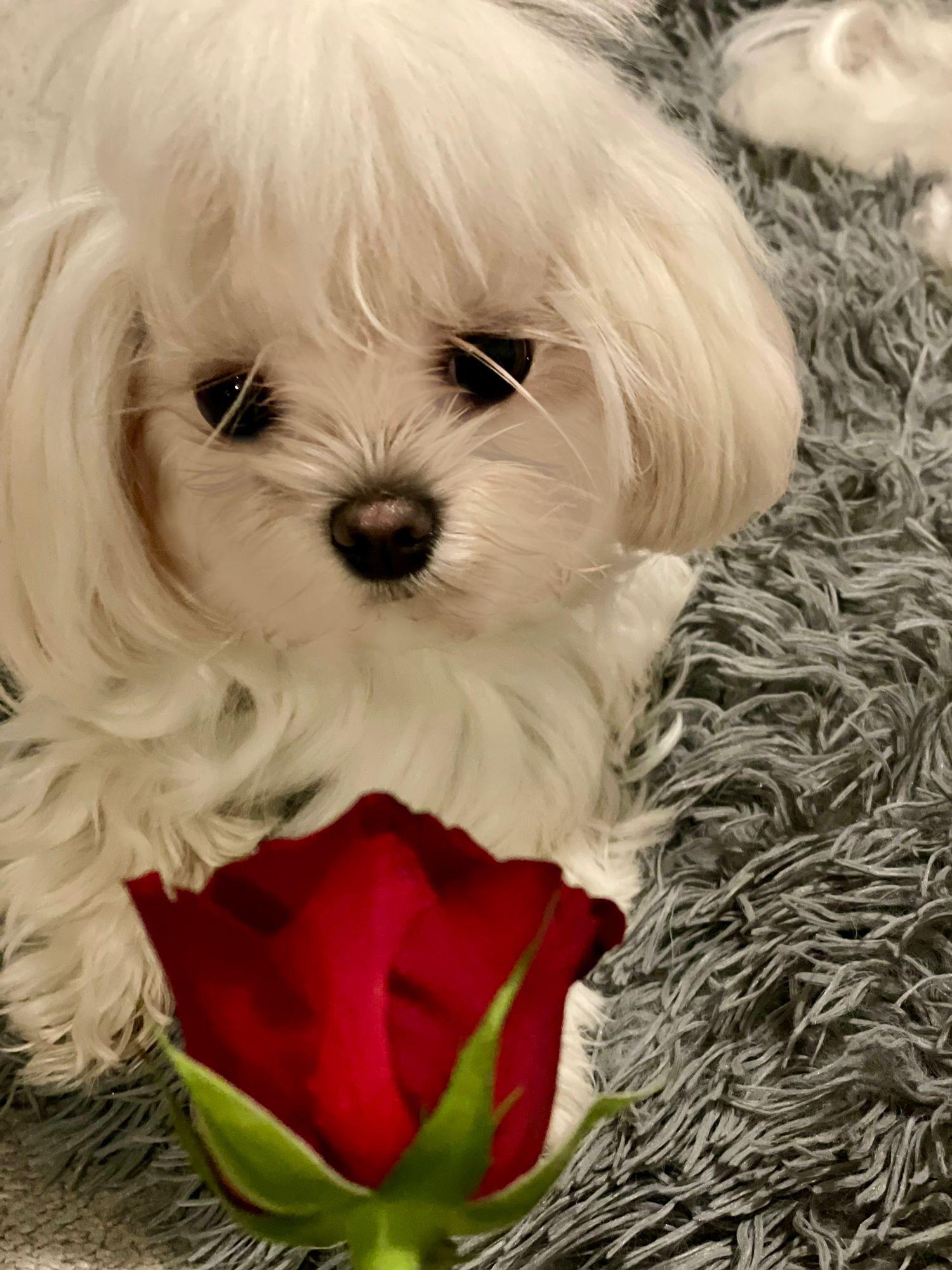 little dolly | Scrolller